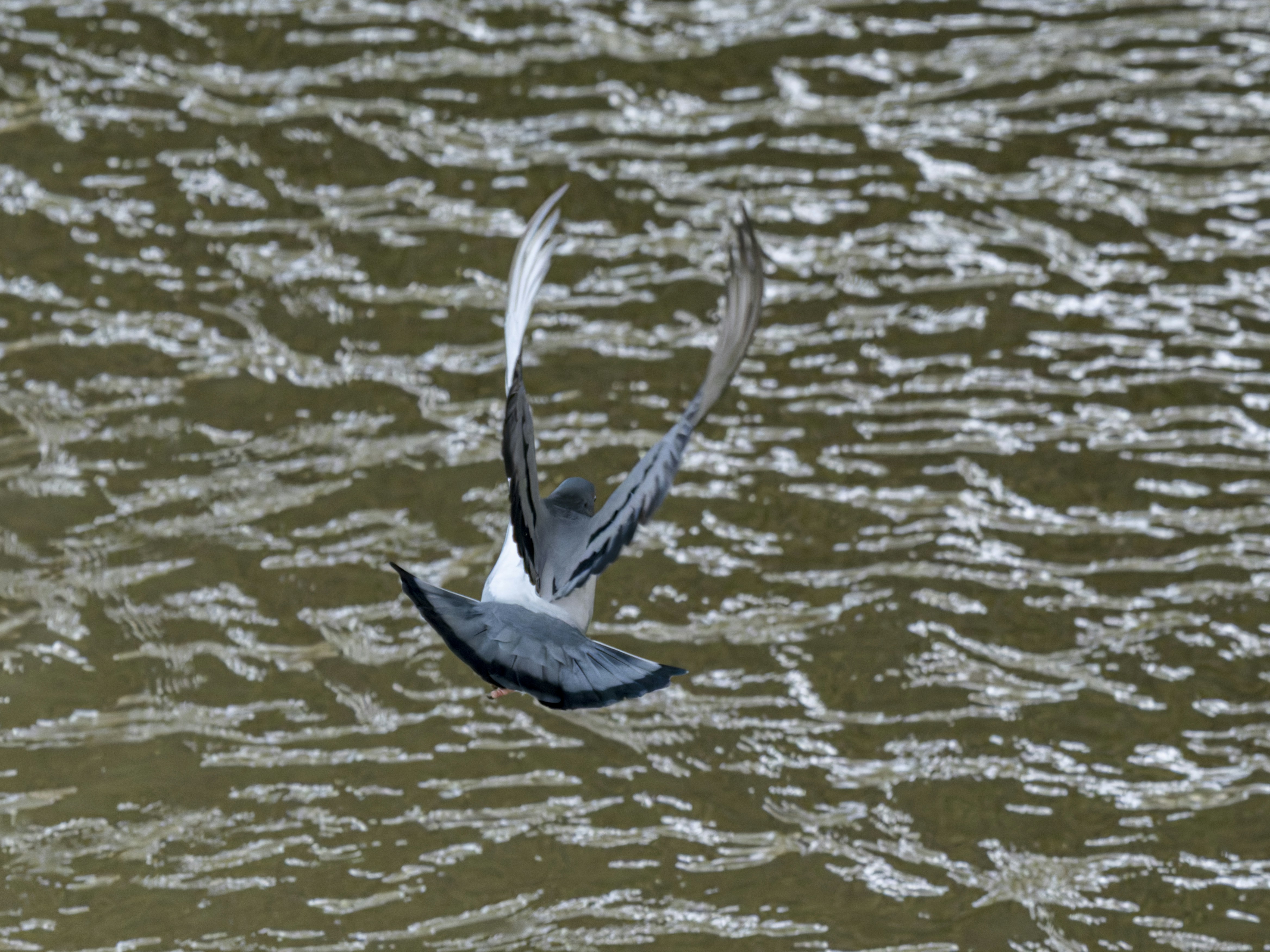 Graceful Descent: The Art of Flight