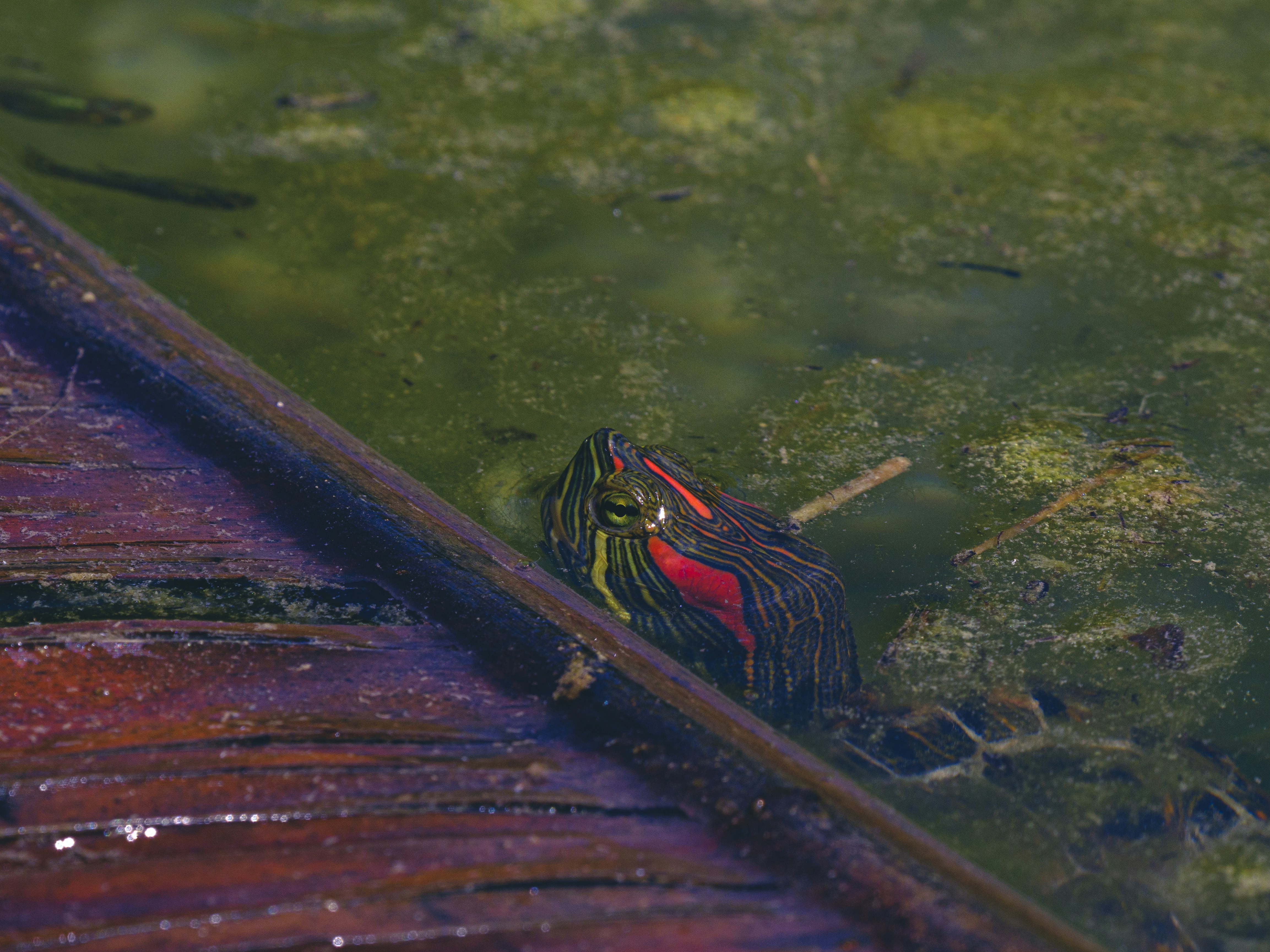 Red-striped dart in a murky pond edge greets the lens