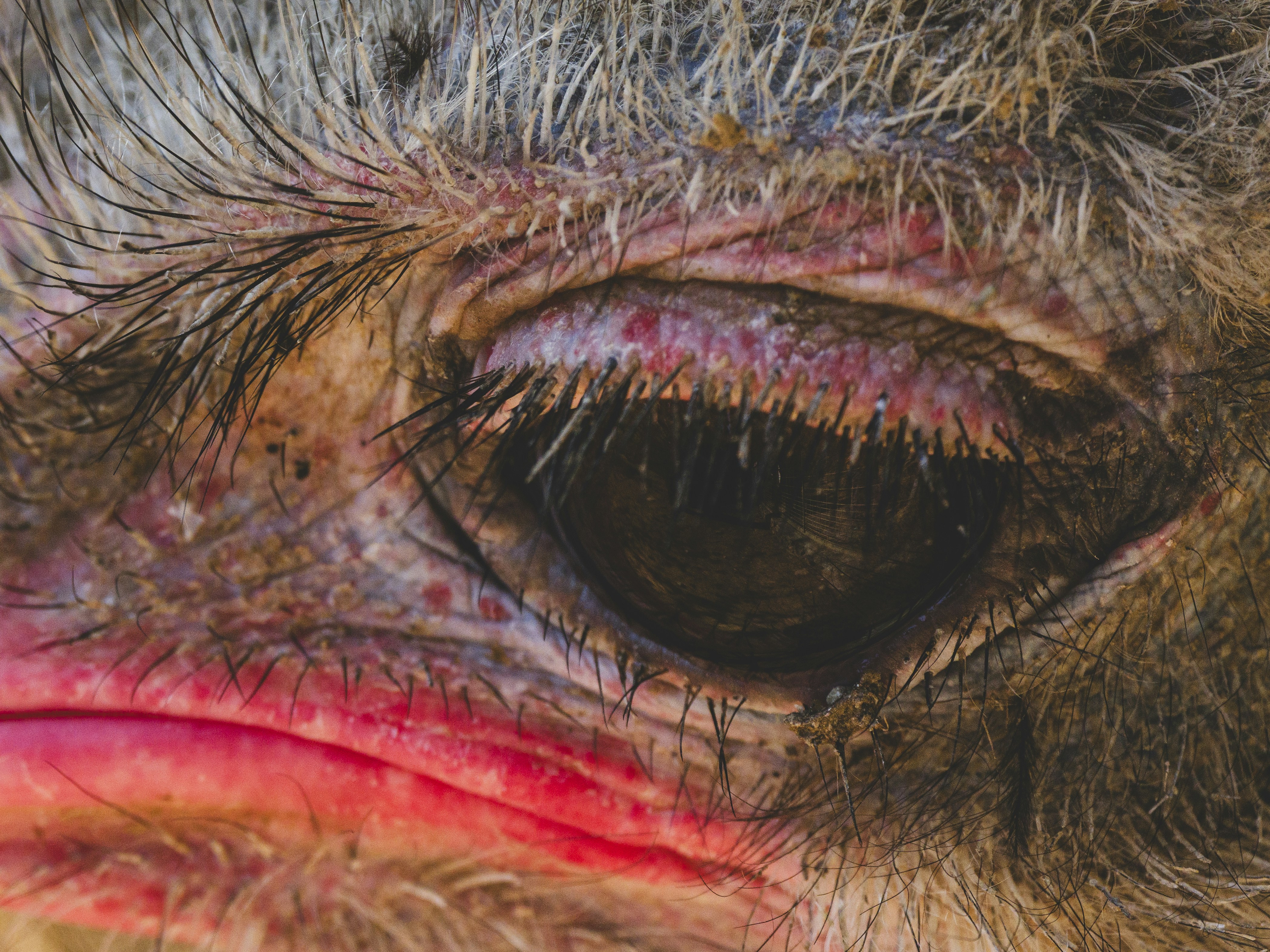 The Intimate Gaze of the Ostrich