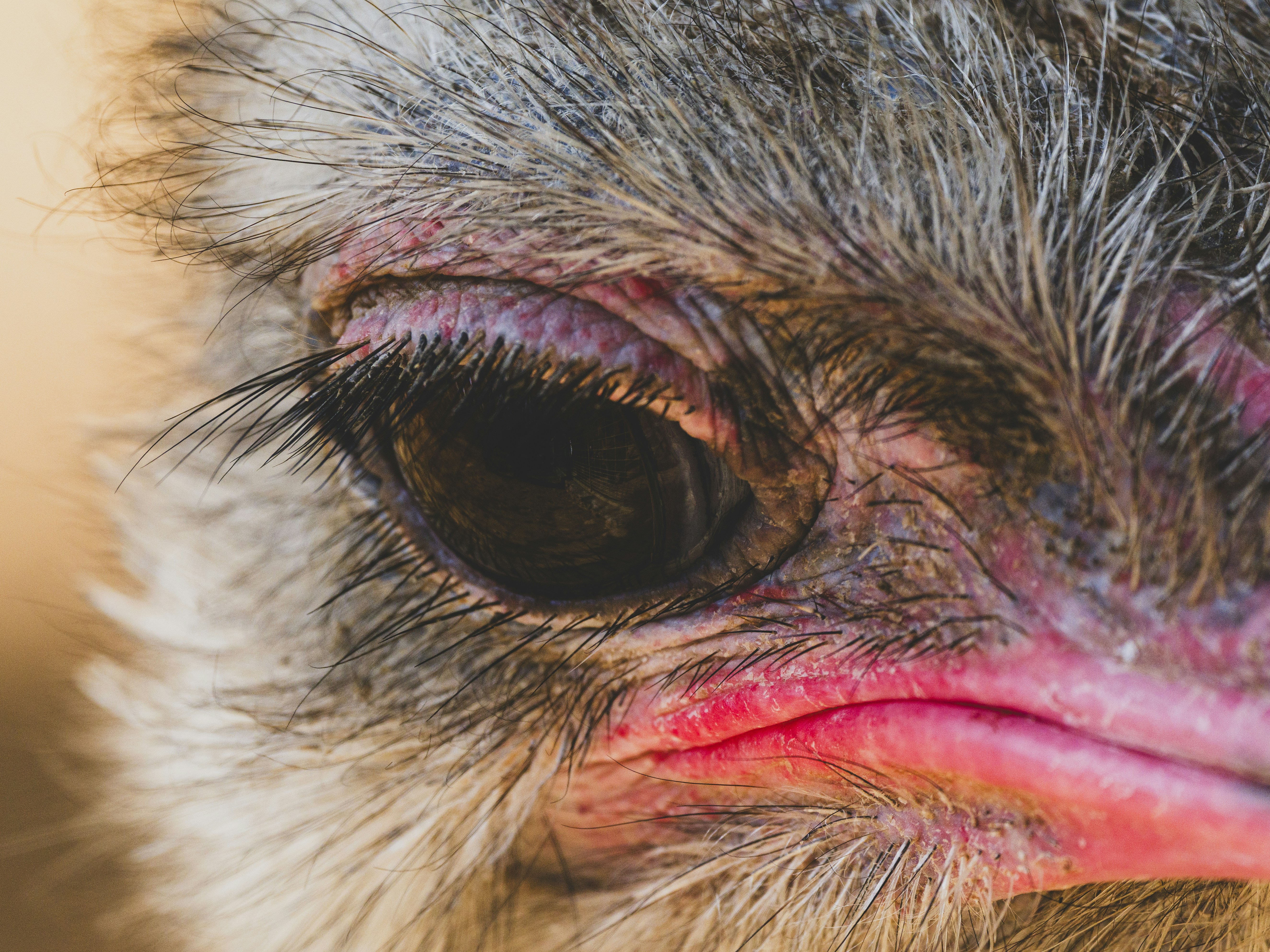Close-up of an ostrich's eye, showcasing intricate feather details and vibrant colors. The image highlights the unique texture and expression of the bird.