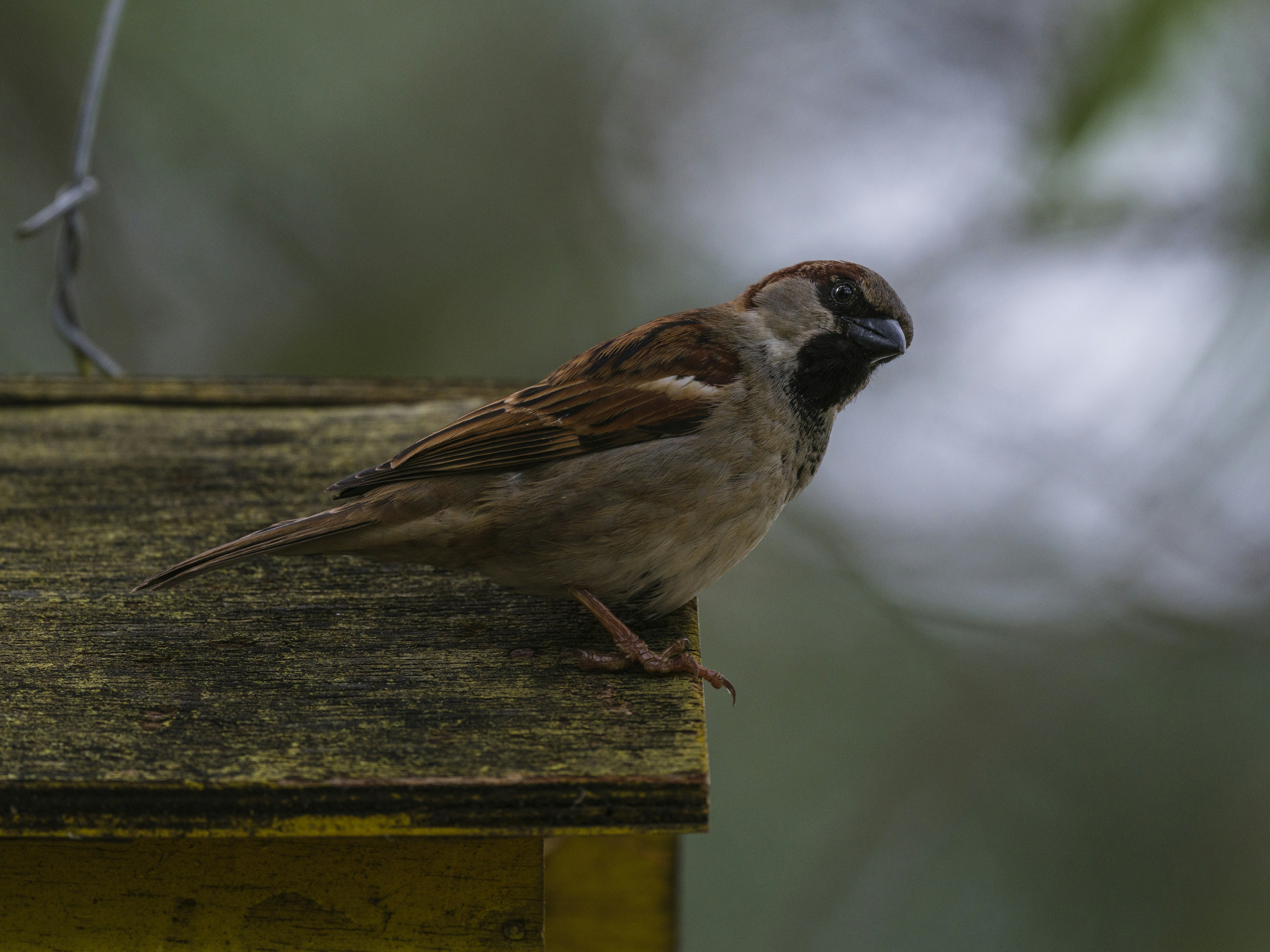 beautiful sparrow in the nature