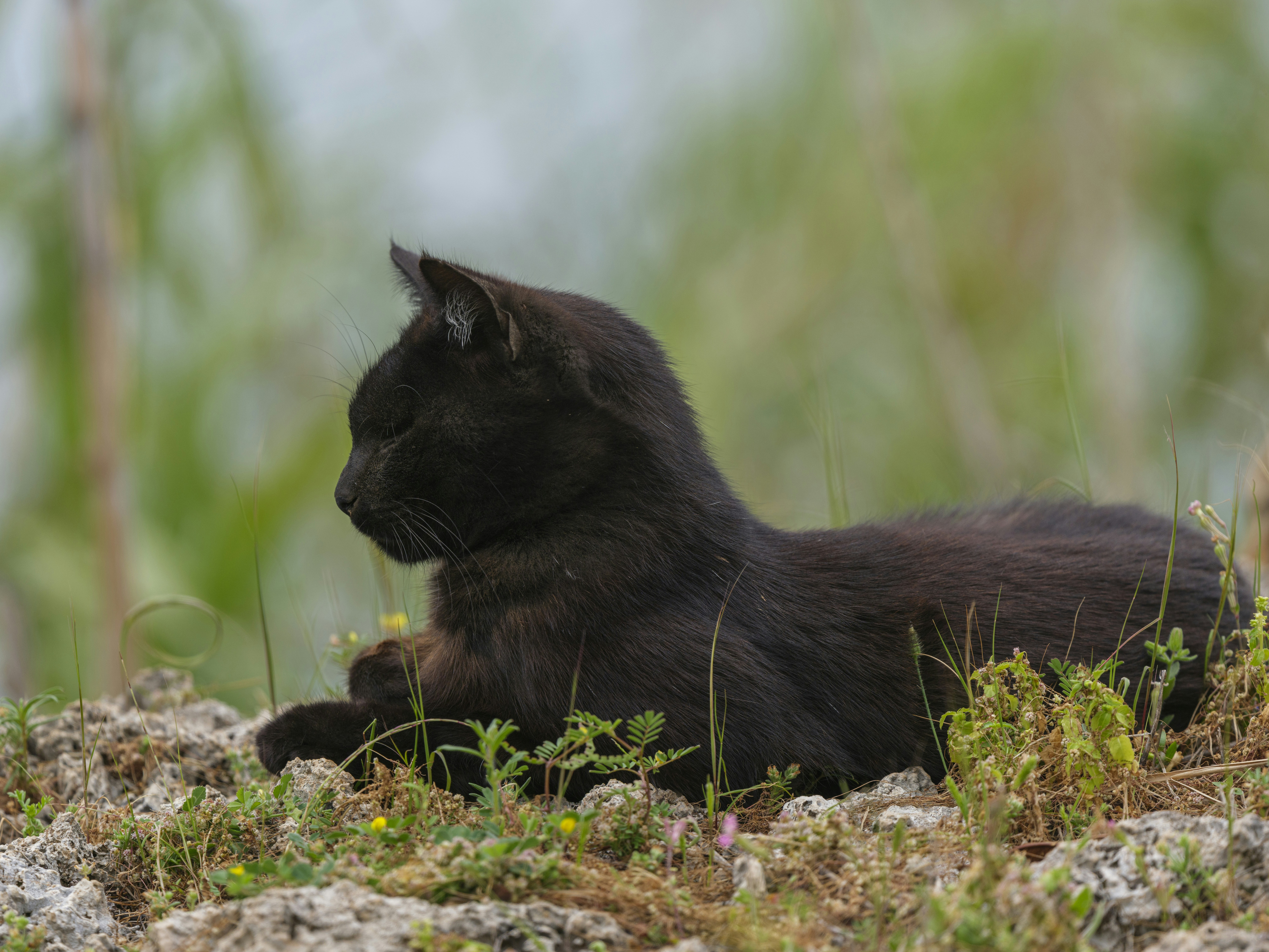 A sleek black cat resting on a rocky outcrop, blending seamlessly with its natural surroundings. The scene captures the tranquility of a moment in nature.