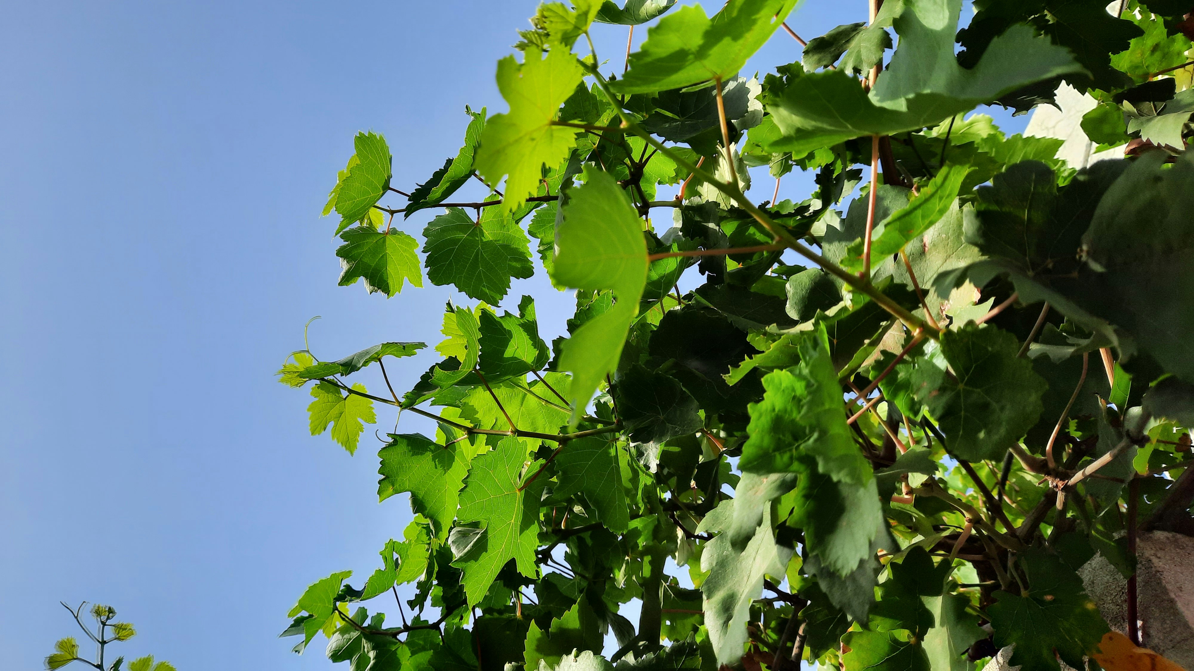 Grape leaves and blue sky on a sunny day.
