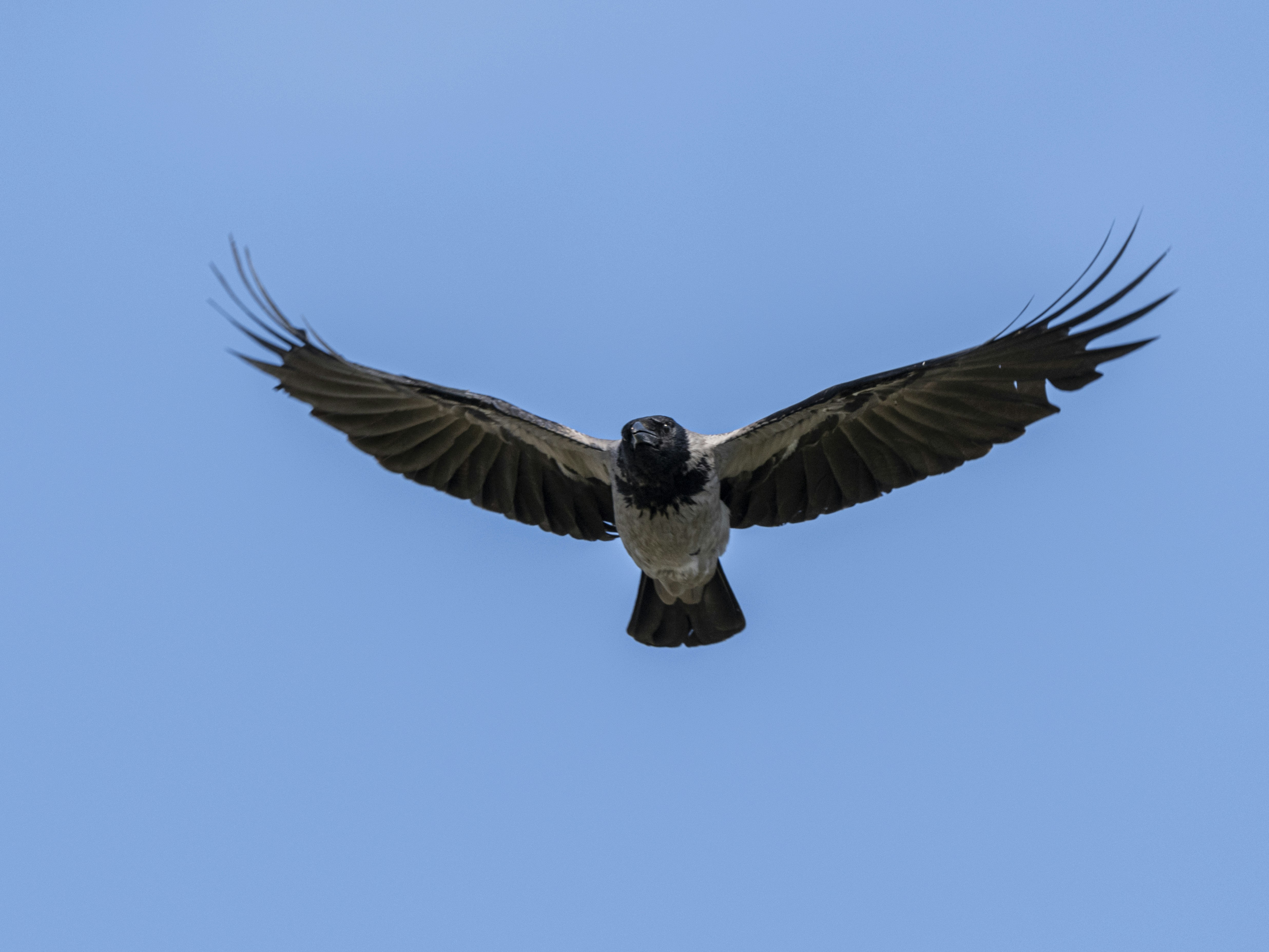A crow in mid-flight, showcasing its wingspan against a clear blue sky.