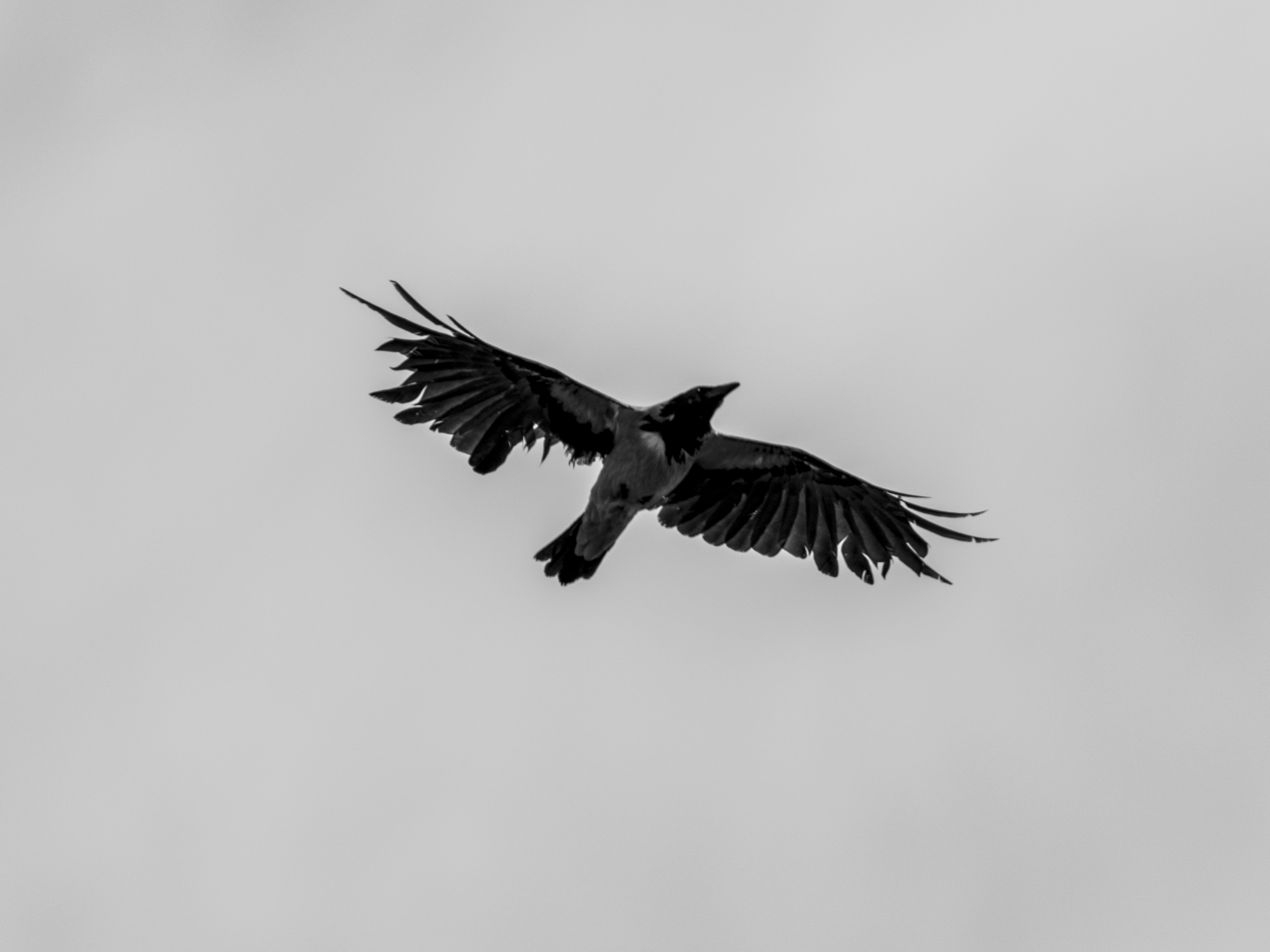 A crow soaring across the sky