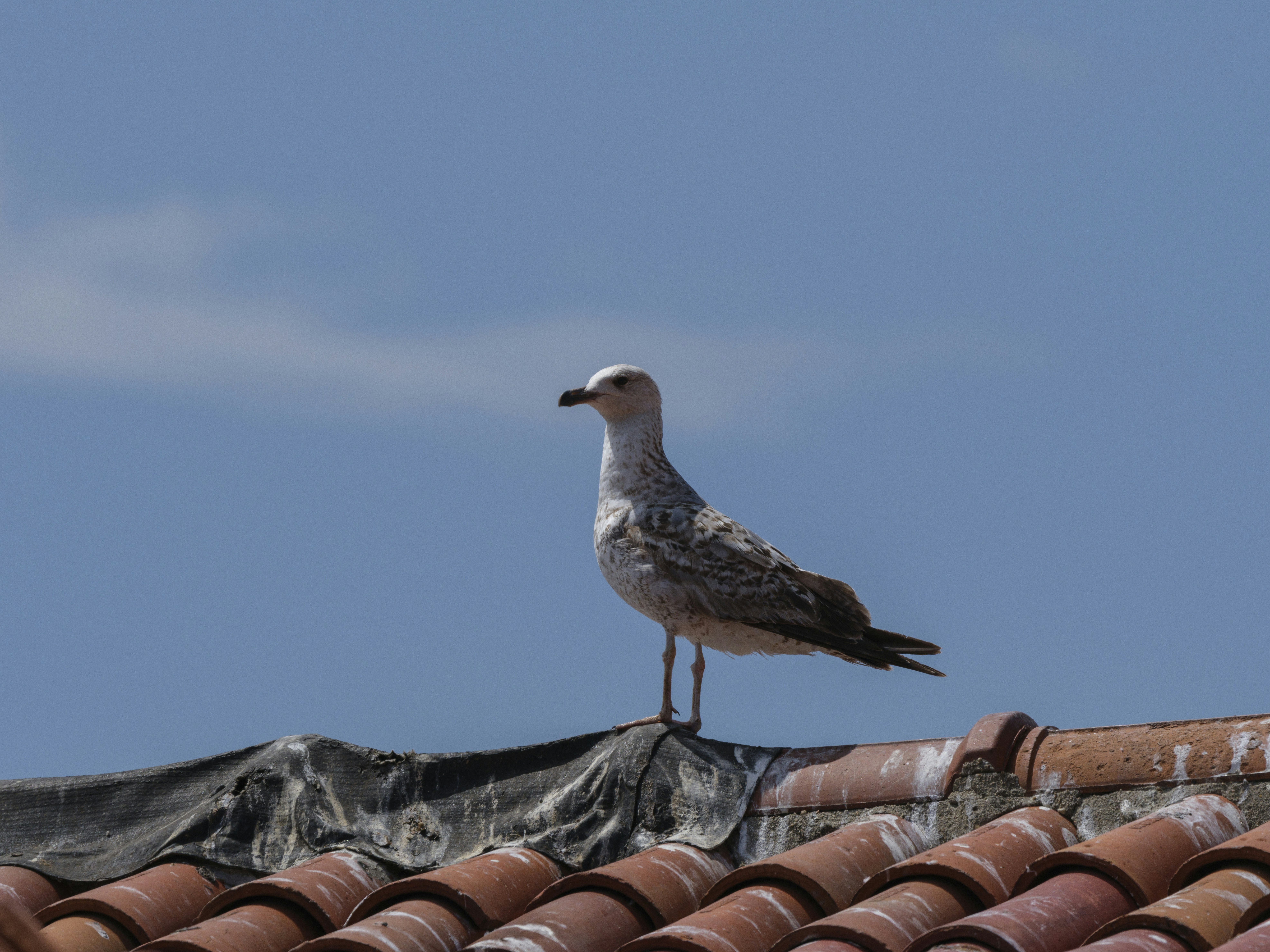 Terracotta Ridge Sentinel: Seagull on a Rooftop