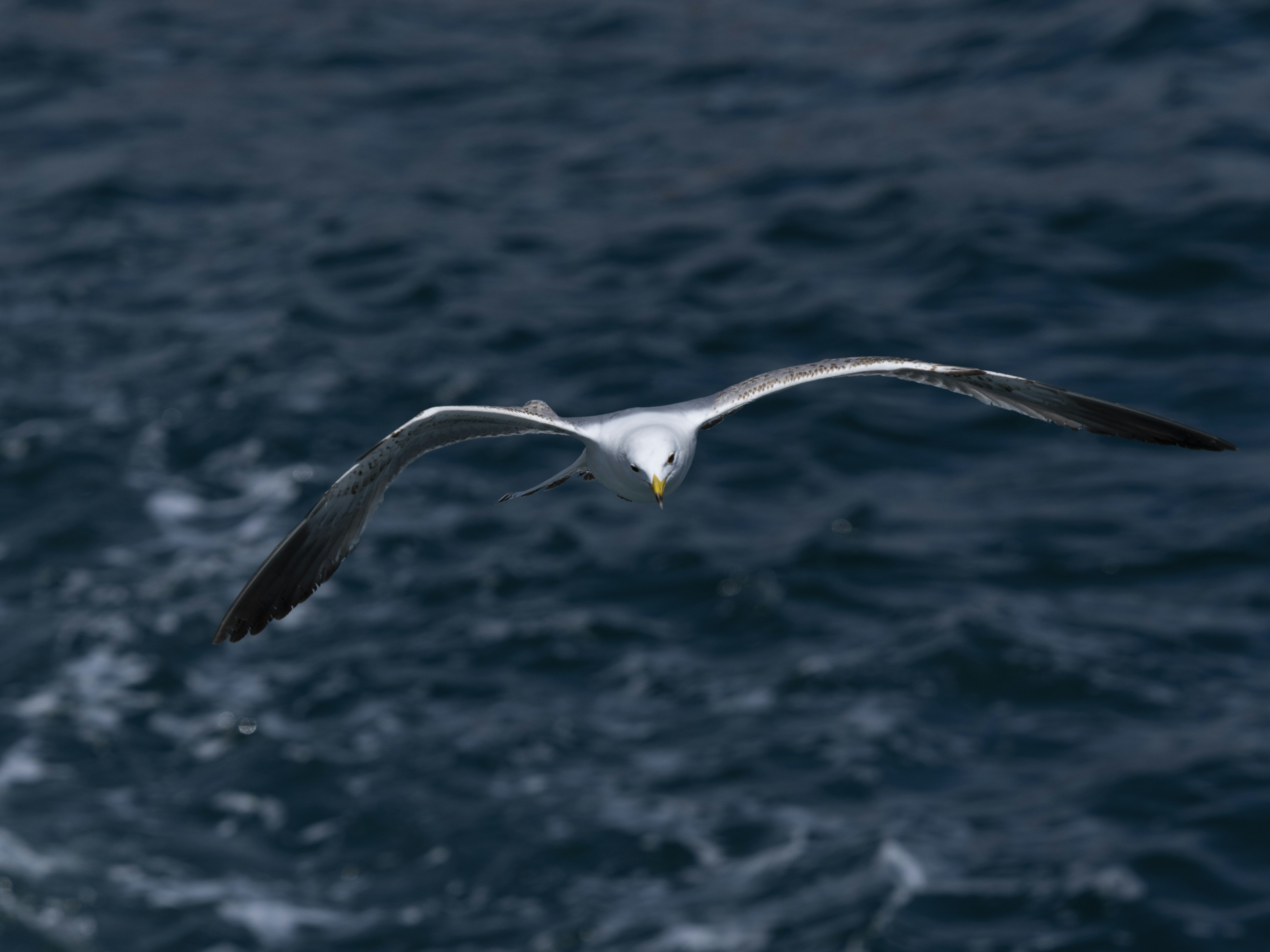 A graceful seagull soaring above the ocean | A seagull flies over a dark, wavy sea.
