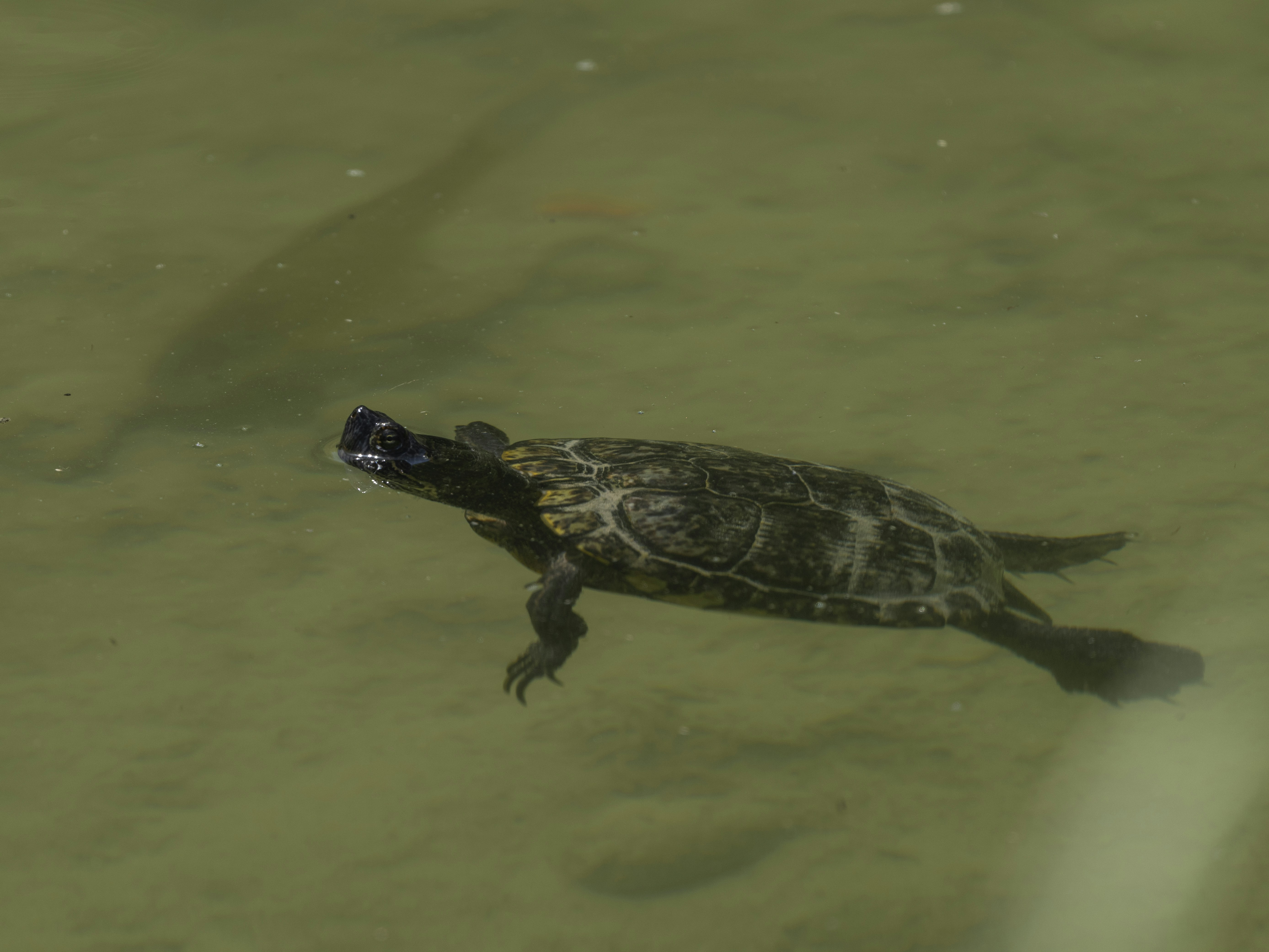 Submerged Glide: A Green Turtle Quietly Traverses Murky Water