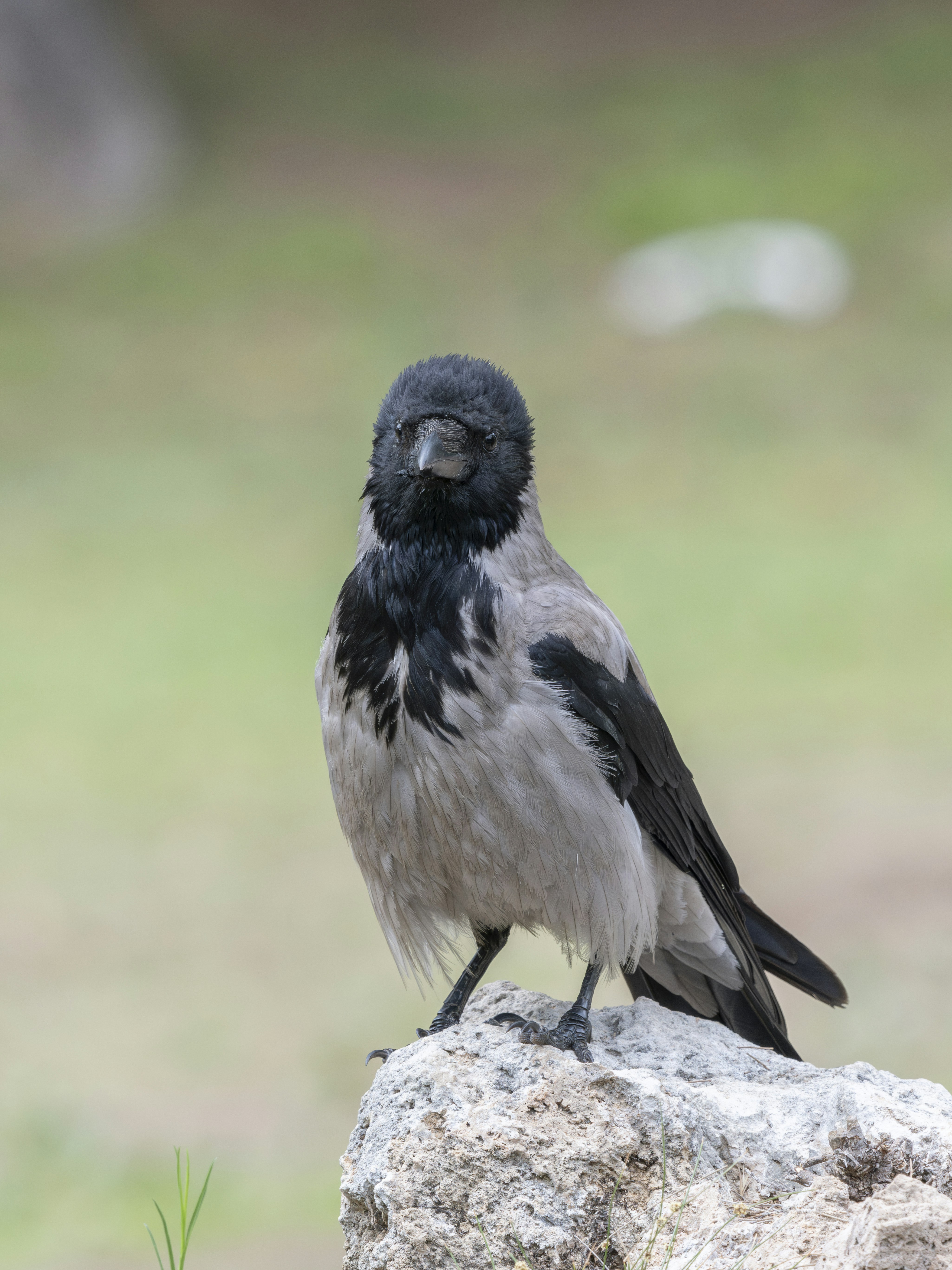 A beautiful crow in nature | A gray crow sits on a rock and looks.