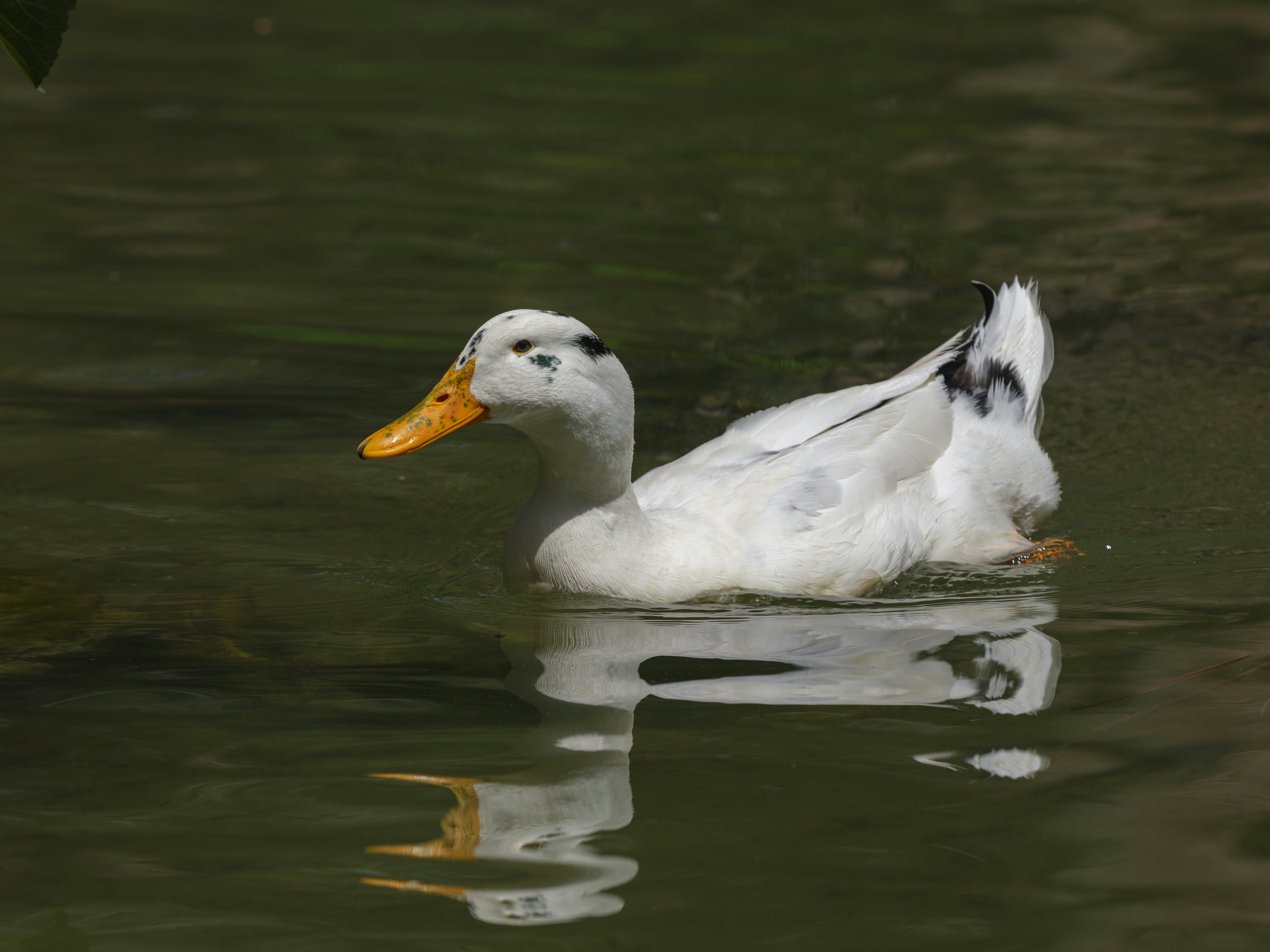 cute goose in the pond | A white duck is swimming in water.