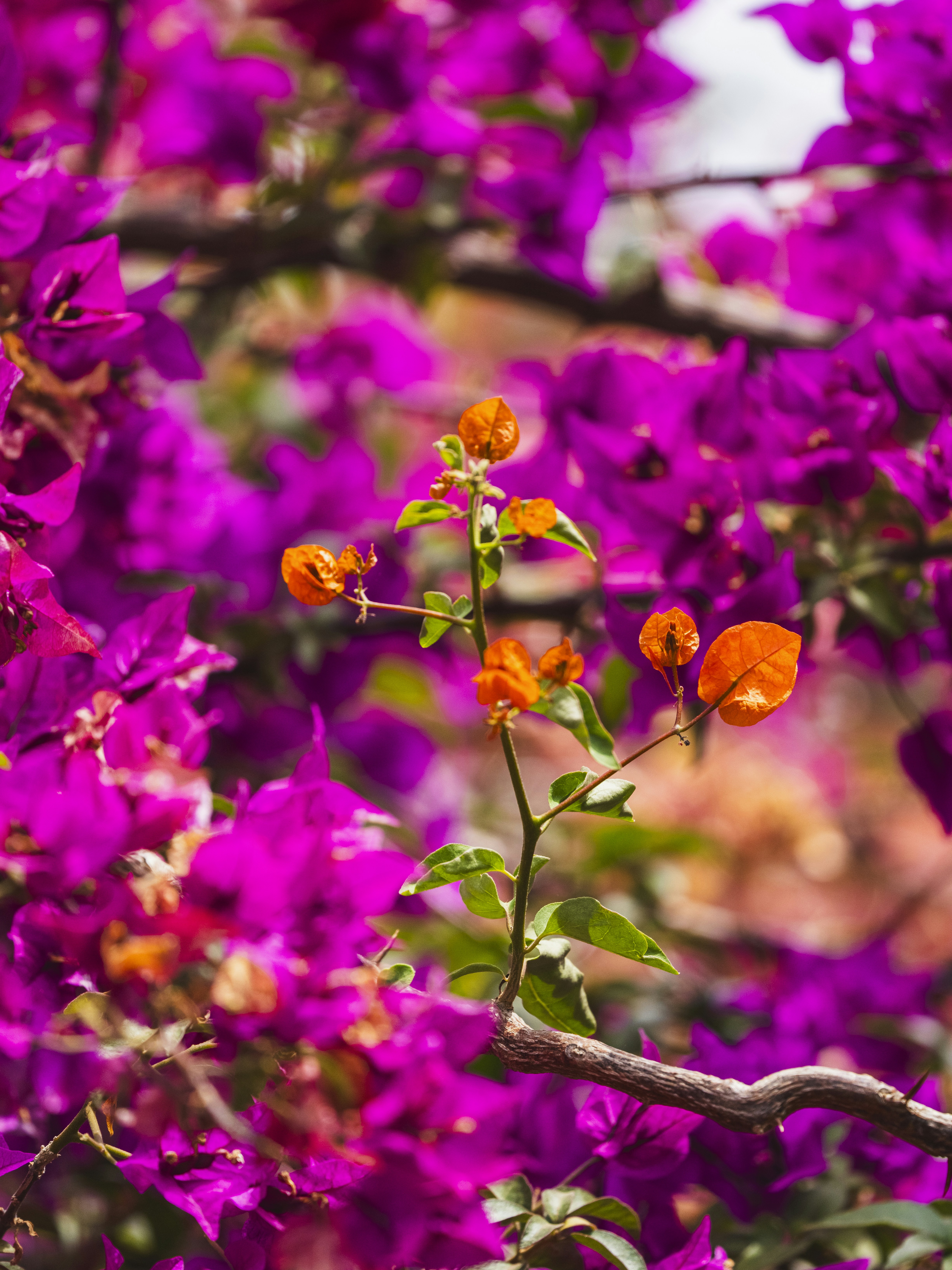 beautiful flowers in the garden