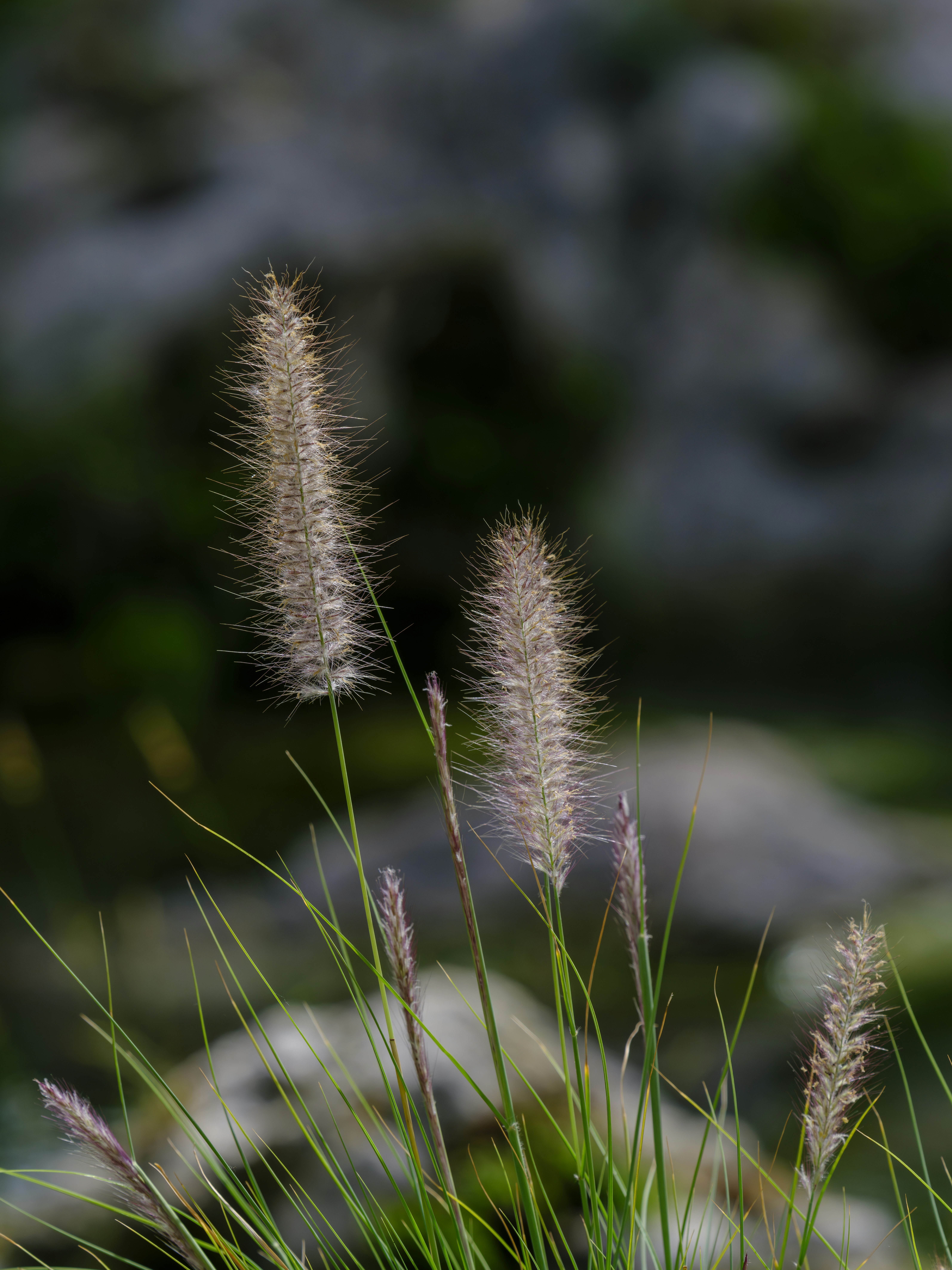 beautiful flowers in the garden | Spiky grass with dark background in a park.