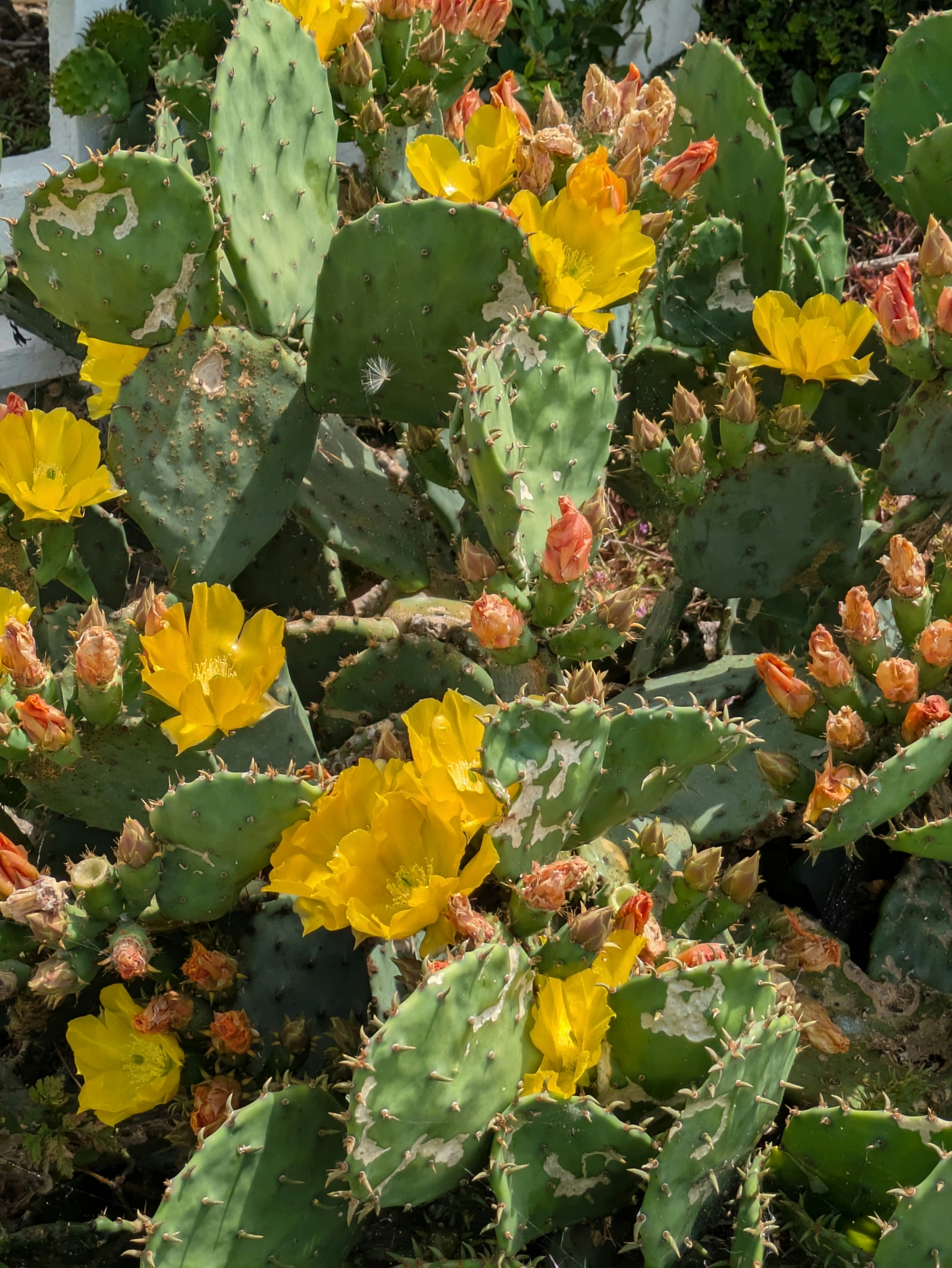 Vibrant yellow and orange blooms atop a lush cactus arrangement, showcasing nature's resilience and beauty in arid landscapes.