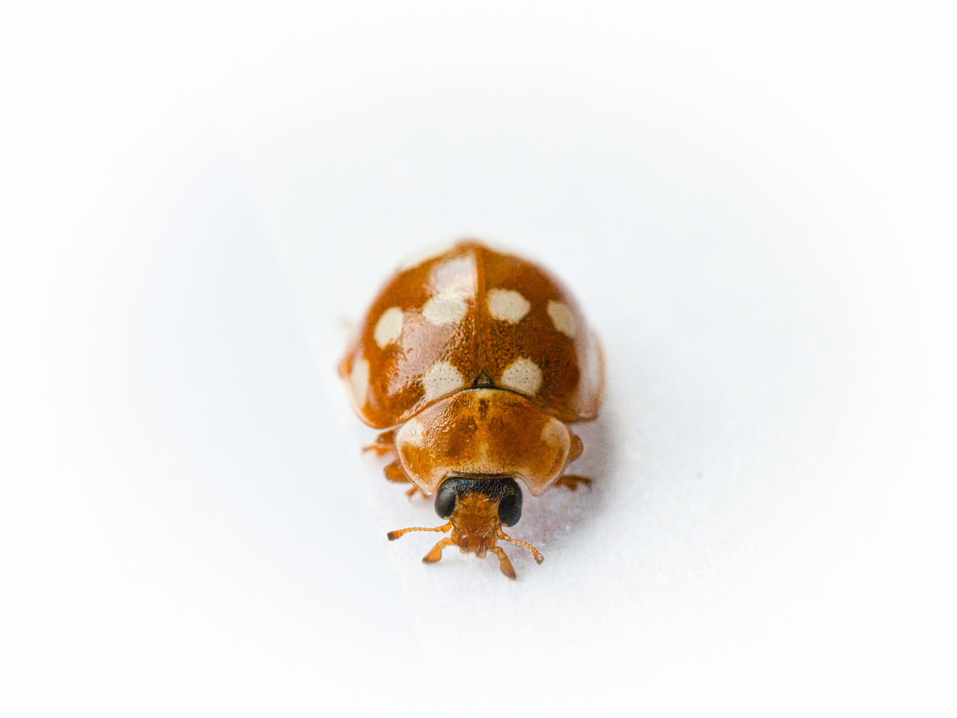 A Glimpse into the World of Micro Wonders