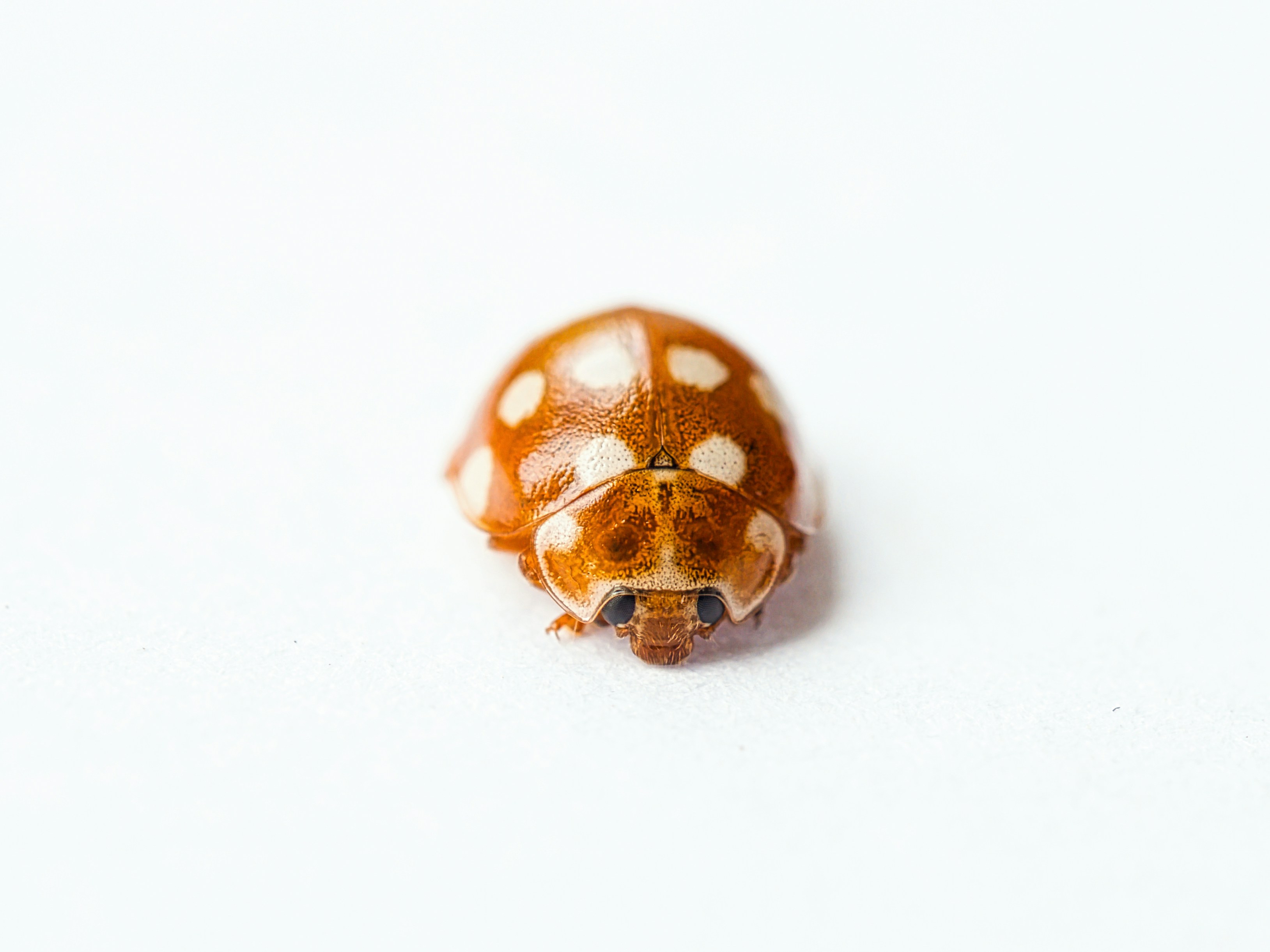 A brown ladybug with white spots rests. photo – Free Insect Image on ...
