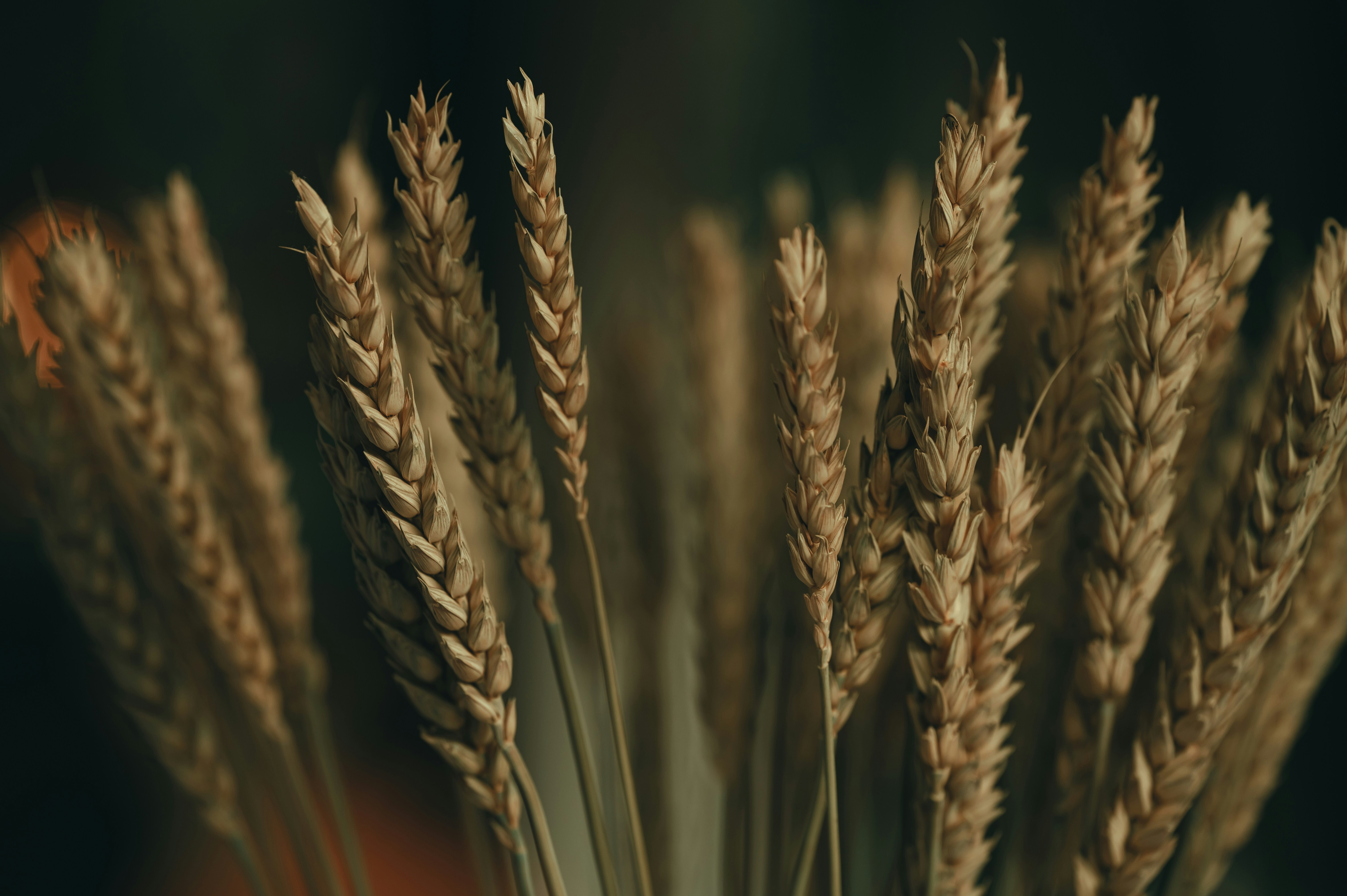 Close-up of golden wheat stalks arranged artistically, showcasing their intricate details and natural textures. The soft focus background enhances the visual appeal.