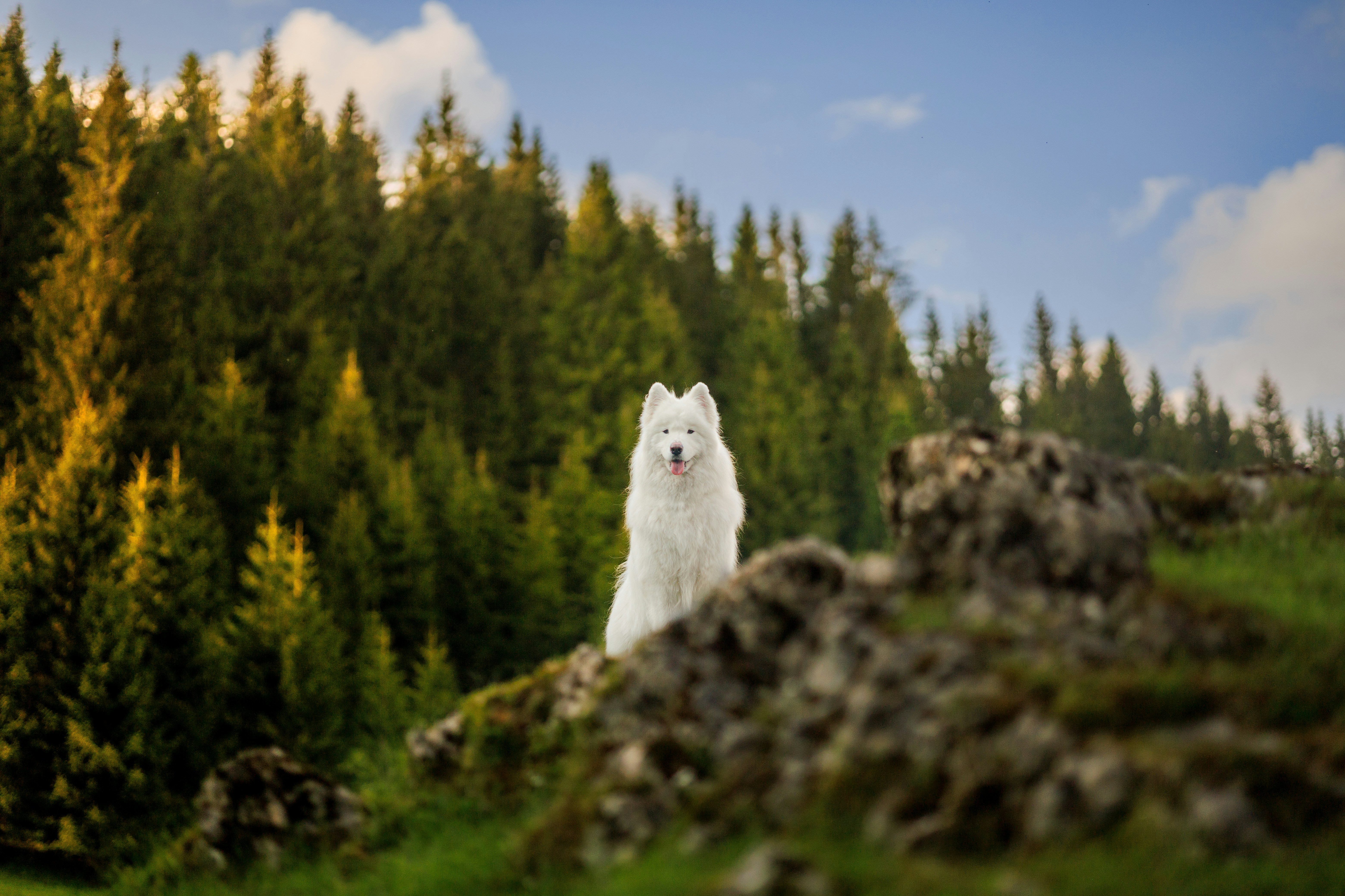 A fluffy Samoyed stands proudly on a rocky outcrop, surrounded by lush green trees under a blue sky with scattered clouds.