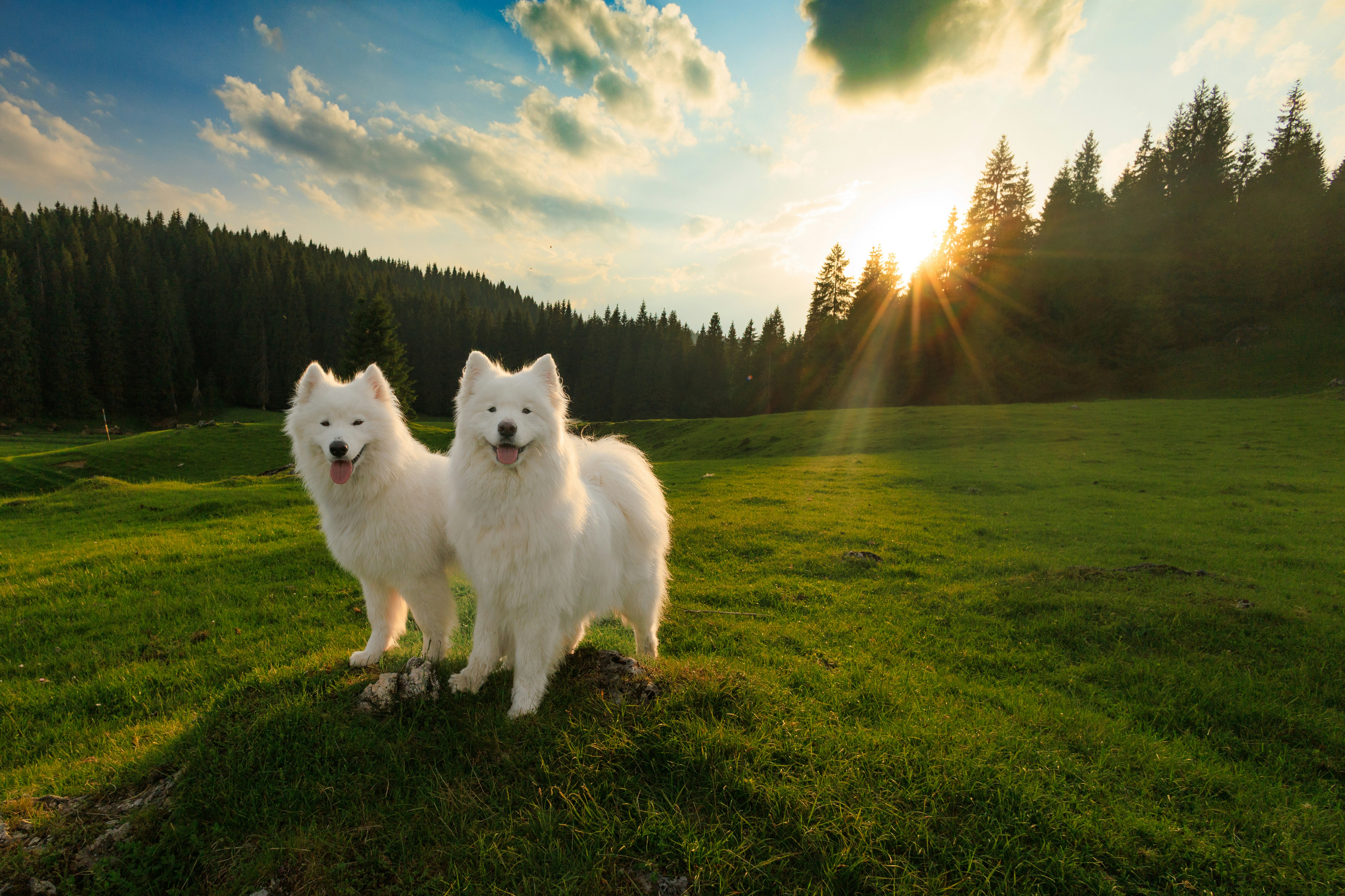 Sunset Paws: Two White Spitz Stand in a Golden Meadow