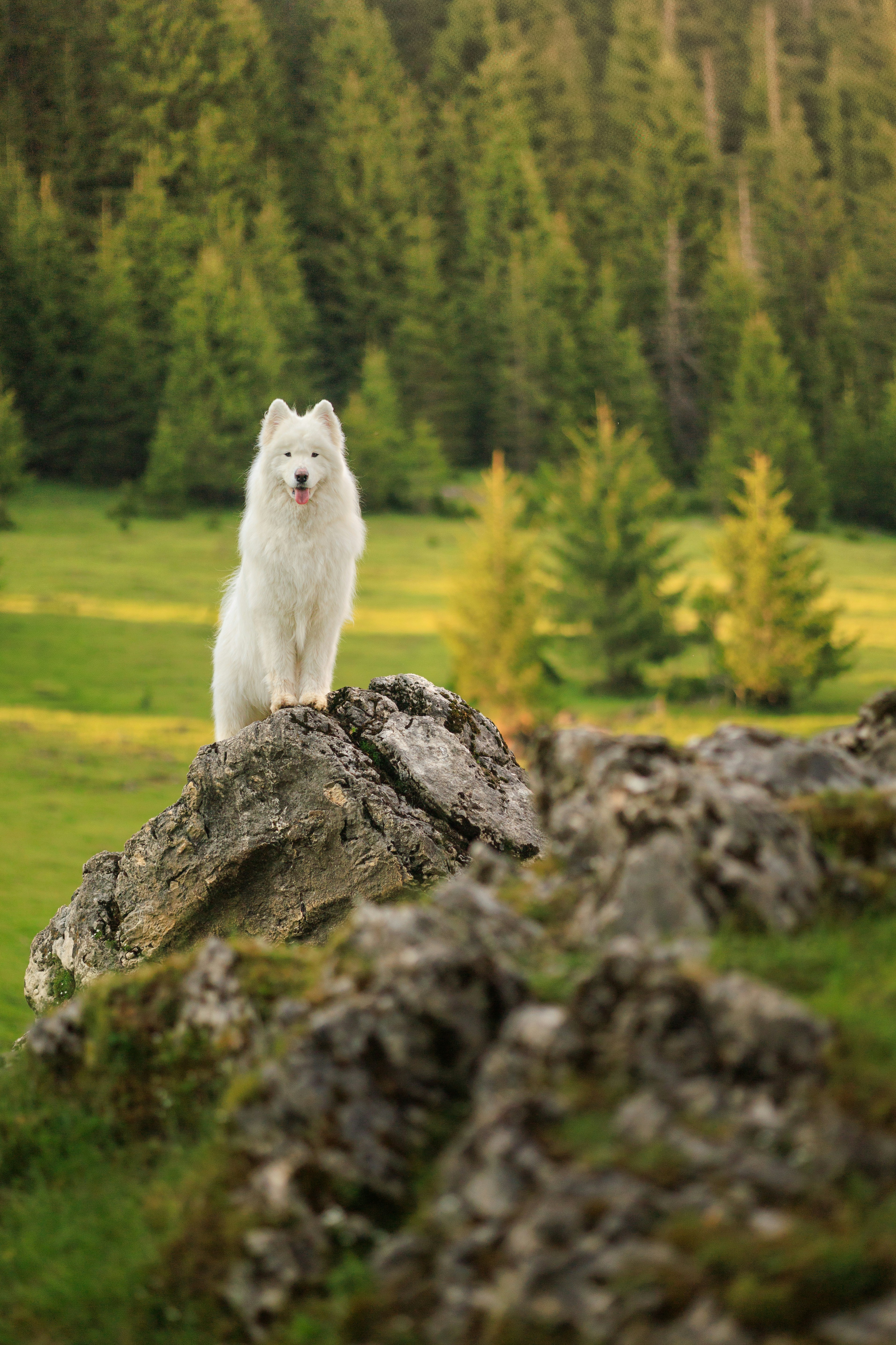 Majestic Canine Sentinel on Rocky Perch