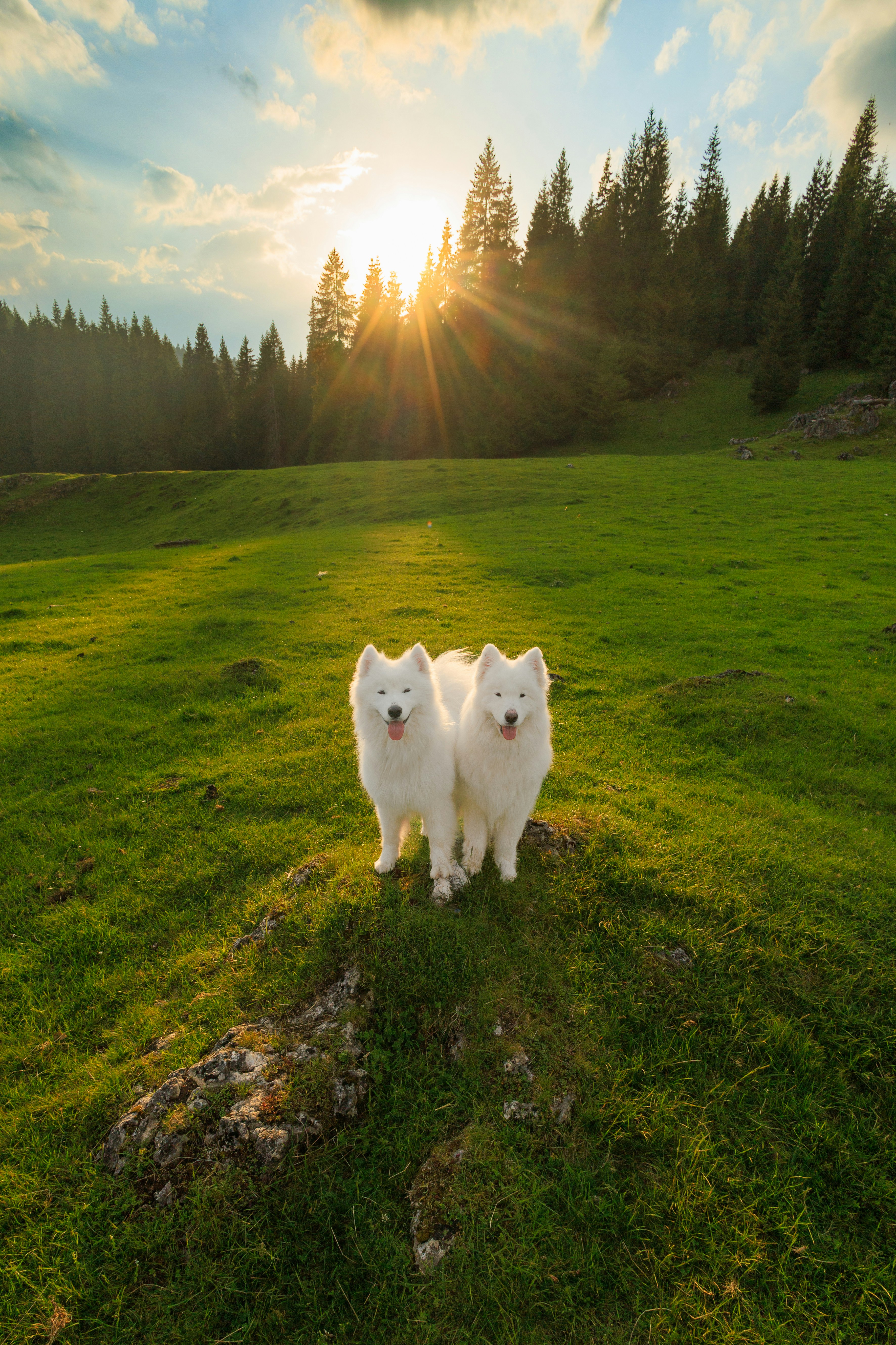 Twilight Companions in a Verdant Realm