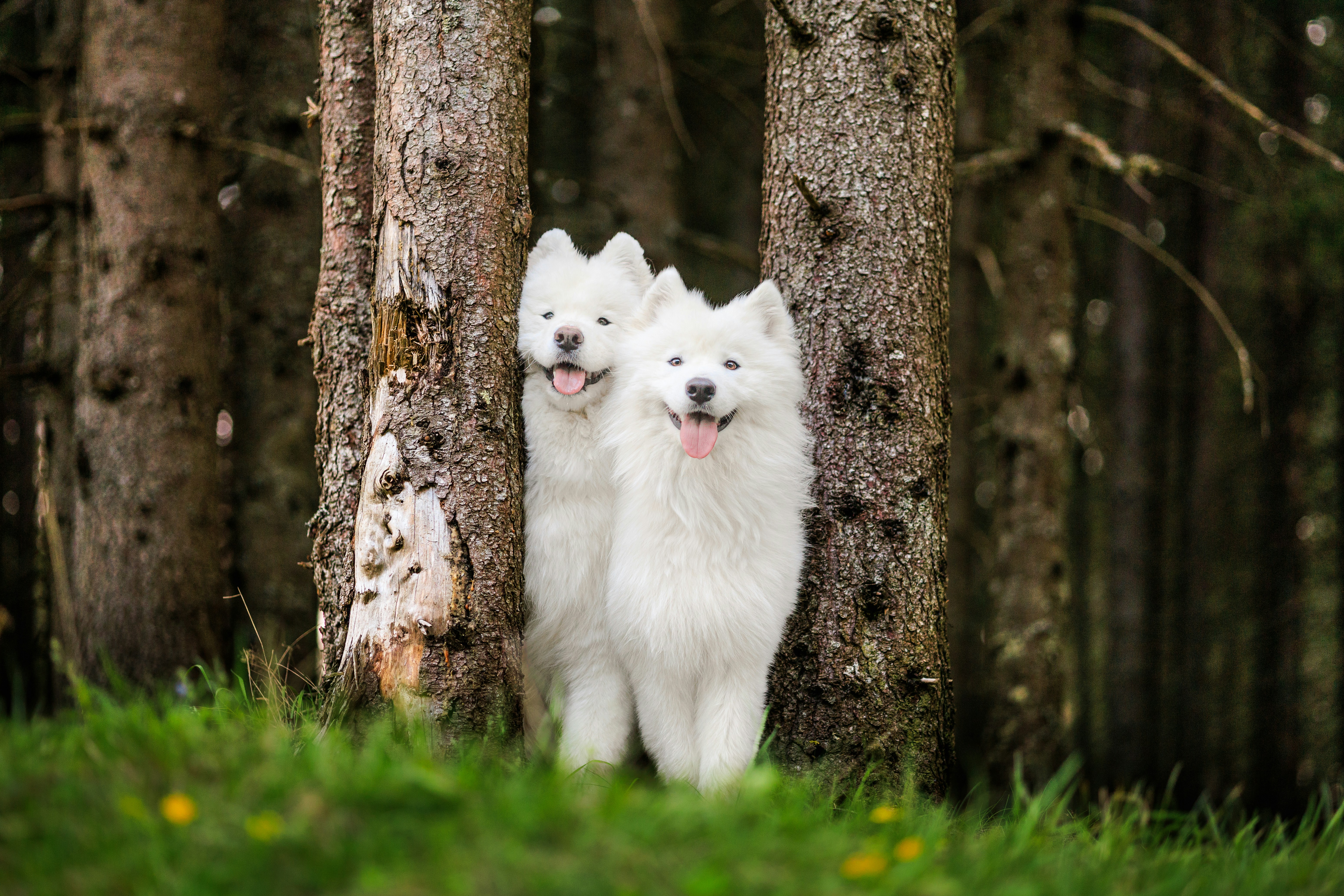 Playful Companions Amidst Nature's Embrace