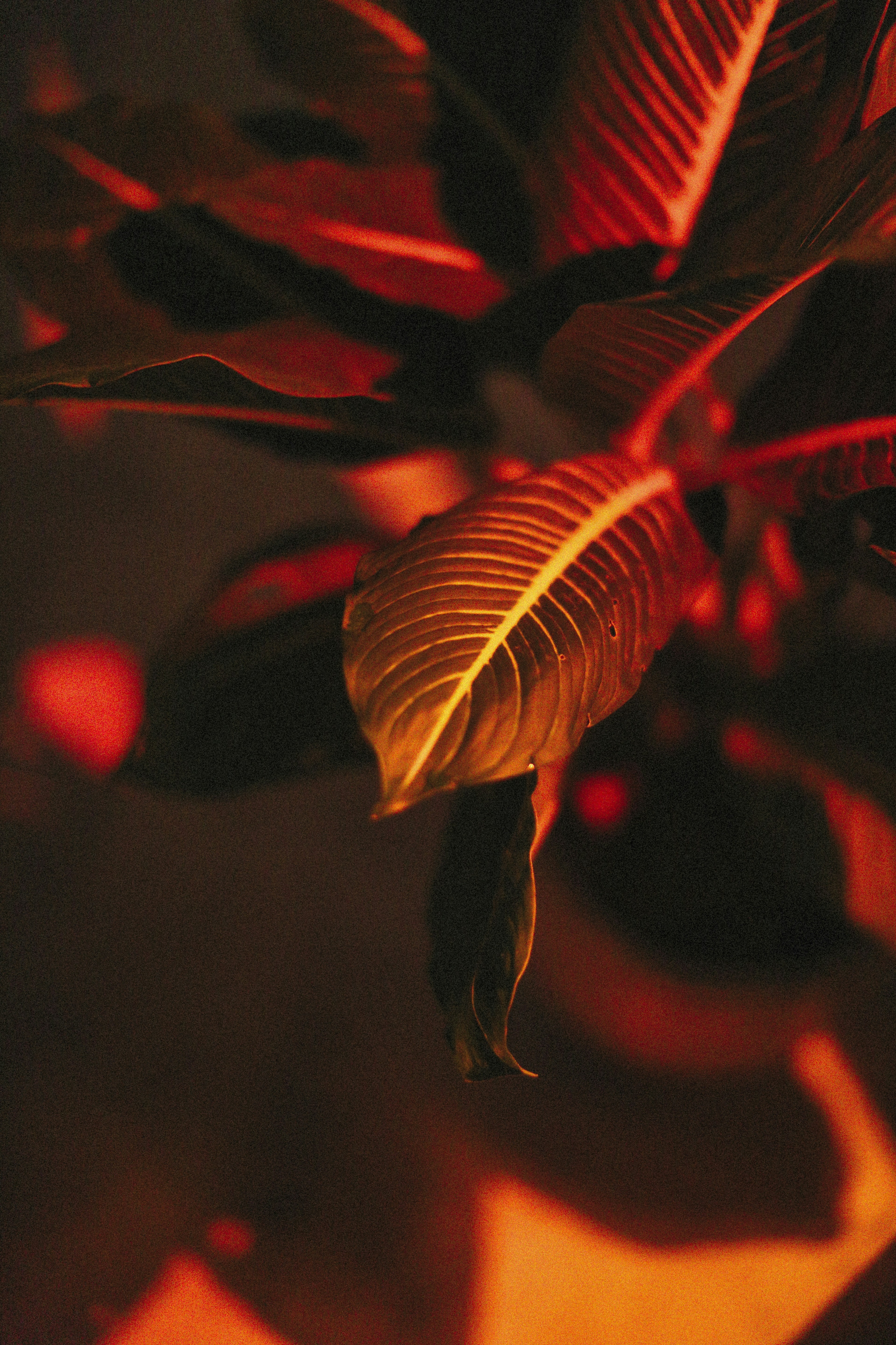 Close-up of a vibrant green leaf illuminated by warm, ambient light, highlighting its intricate veins and texture.