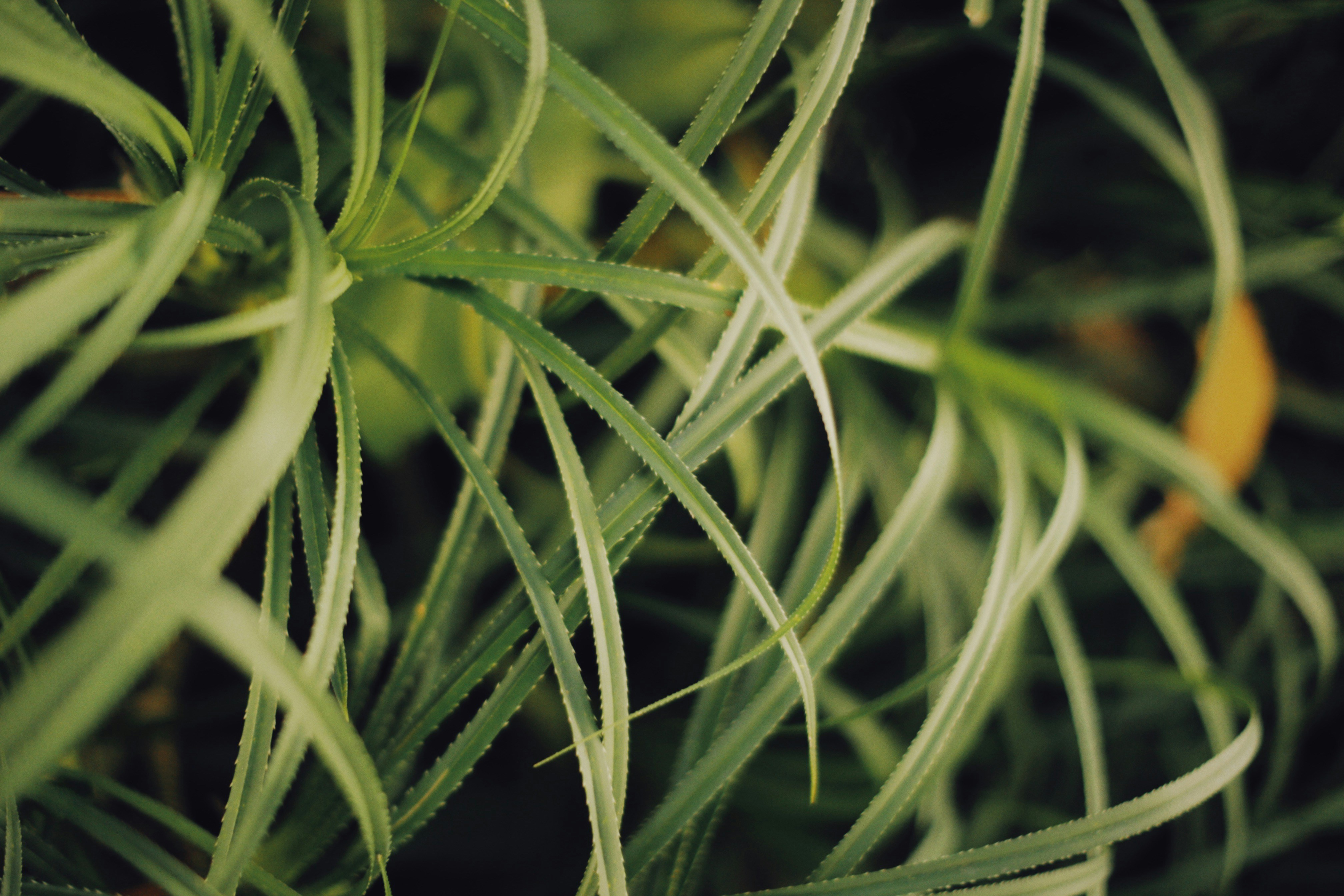 Shot with NOMO CAM 135 M6. | Close-up of green plants with long, thin leaves.