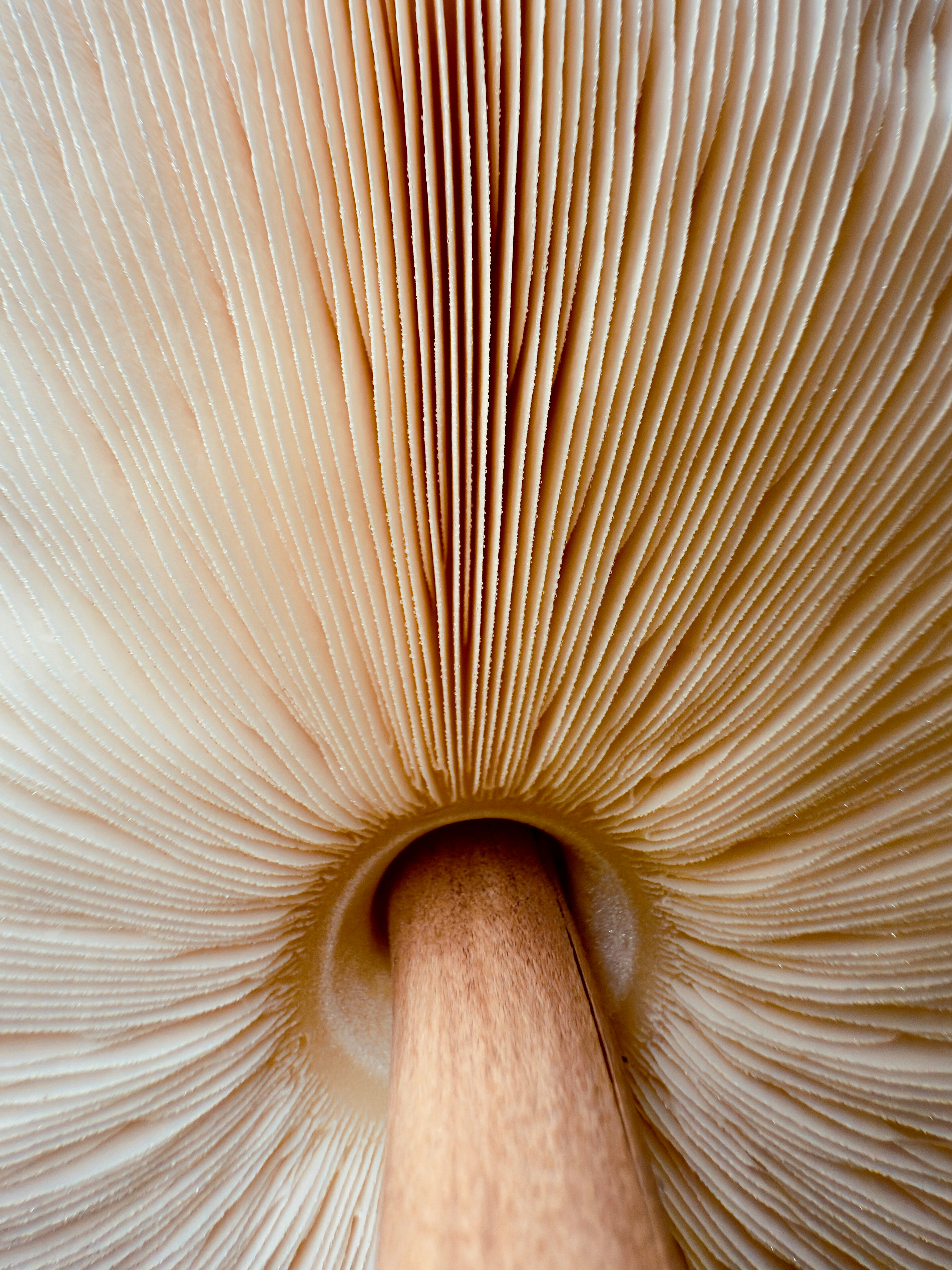Close-up view of the gills and stem of a mushroom, showcasing detailed textures and patterns. The photograph emphasizes the natural design found in fungi.