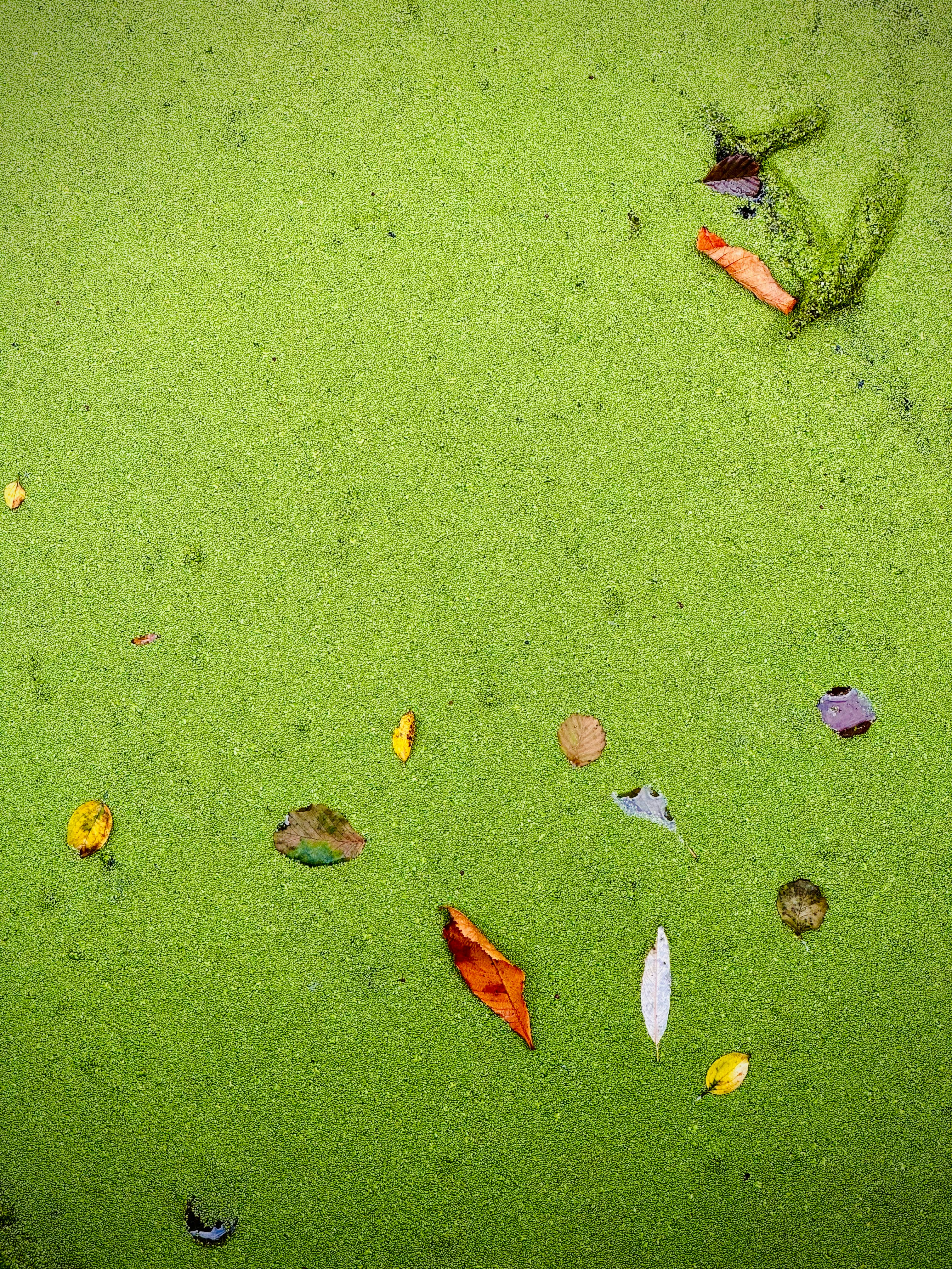 Green pond covered in algae with floating leaves. photo – Free Land ...