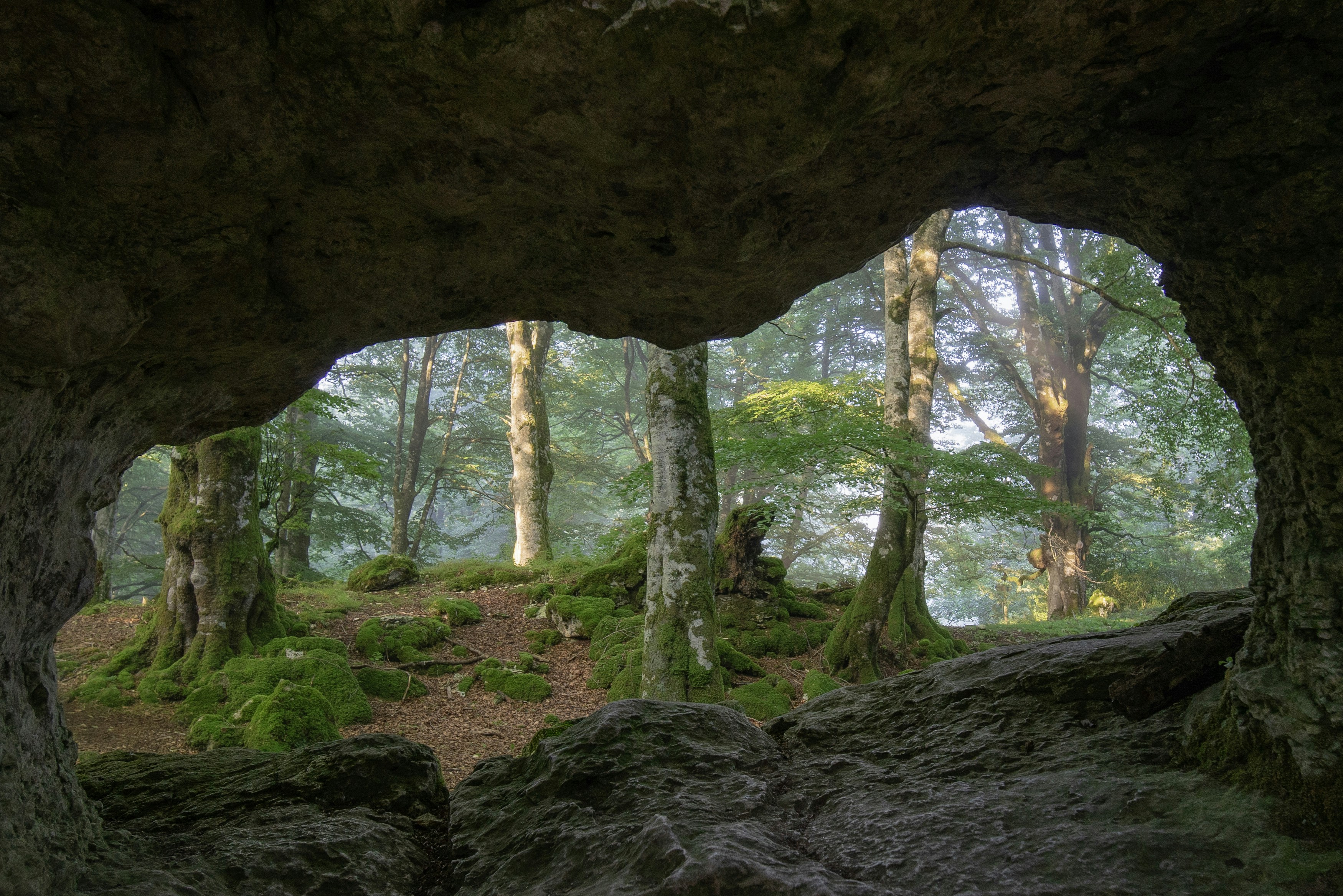 Looking out of a cave into a lush forest.