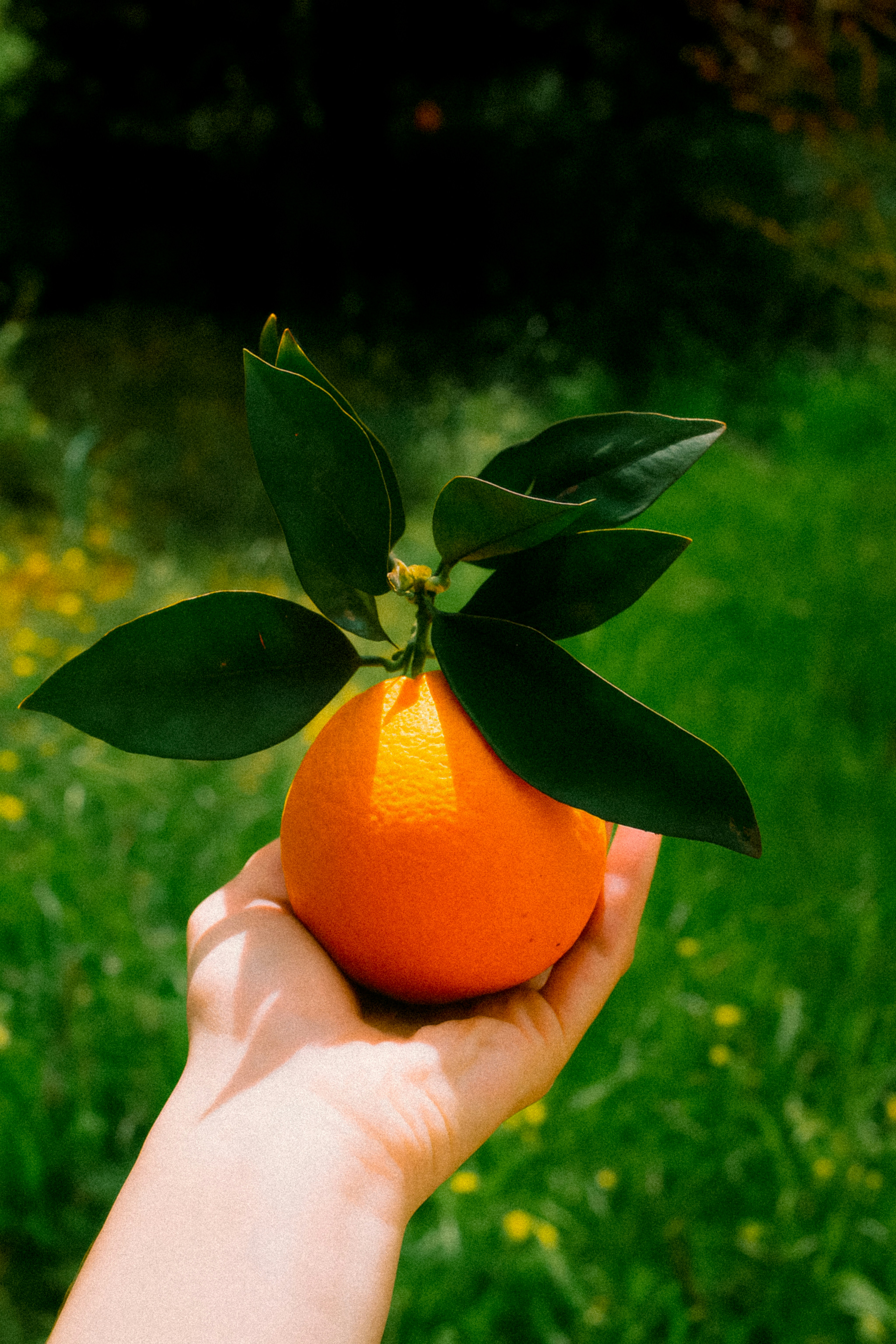Hand holds a fresh orange with green leaves.