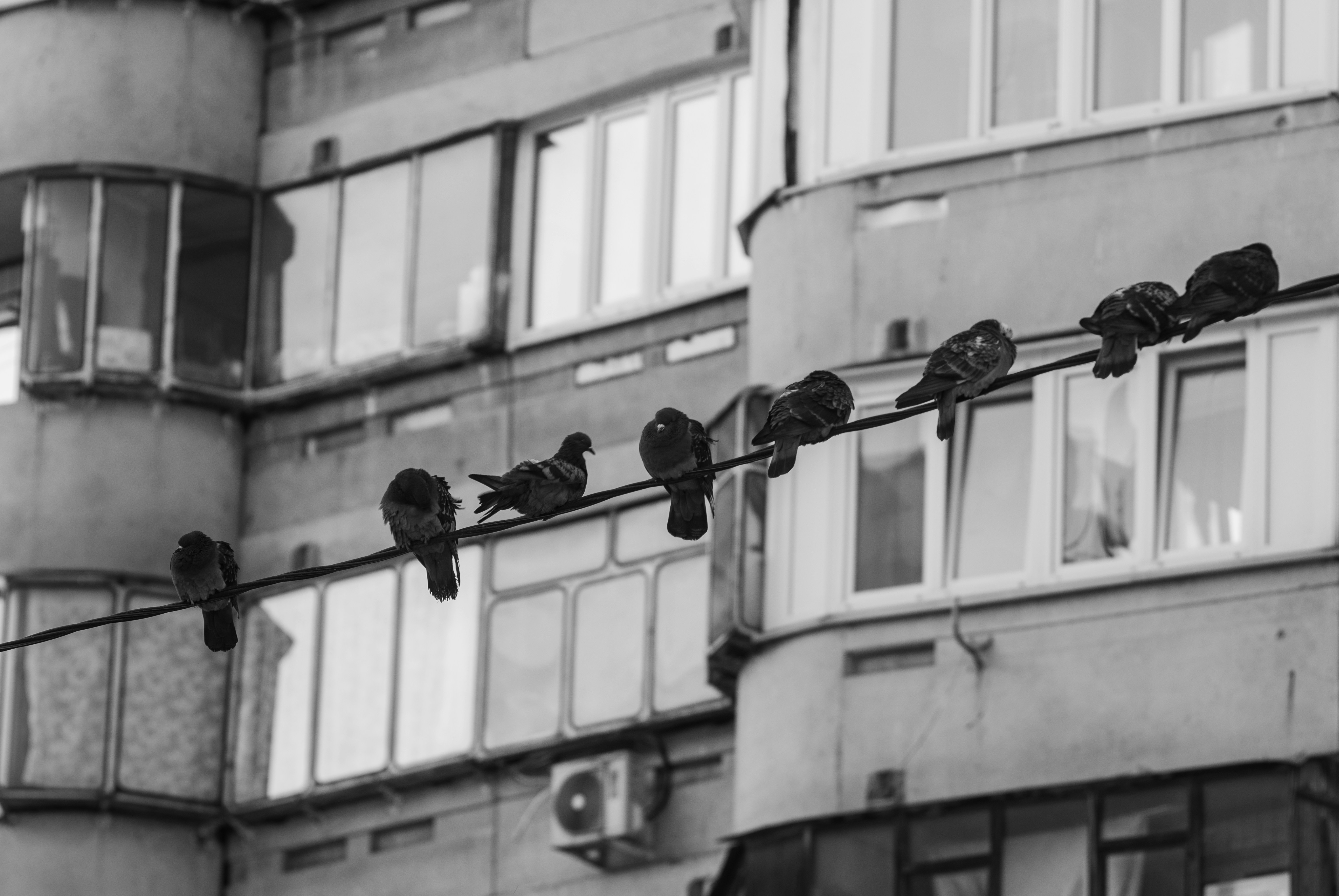 Urban Symphony: The Perch of the Pigeons