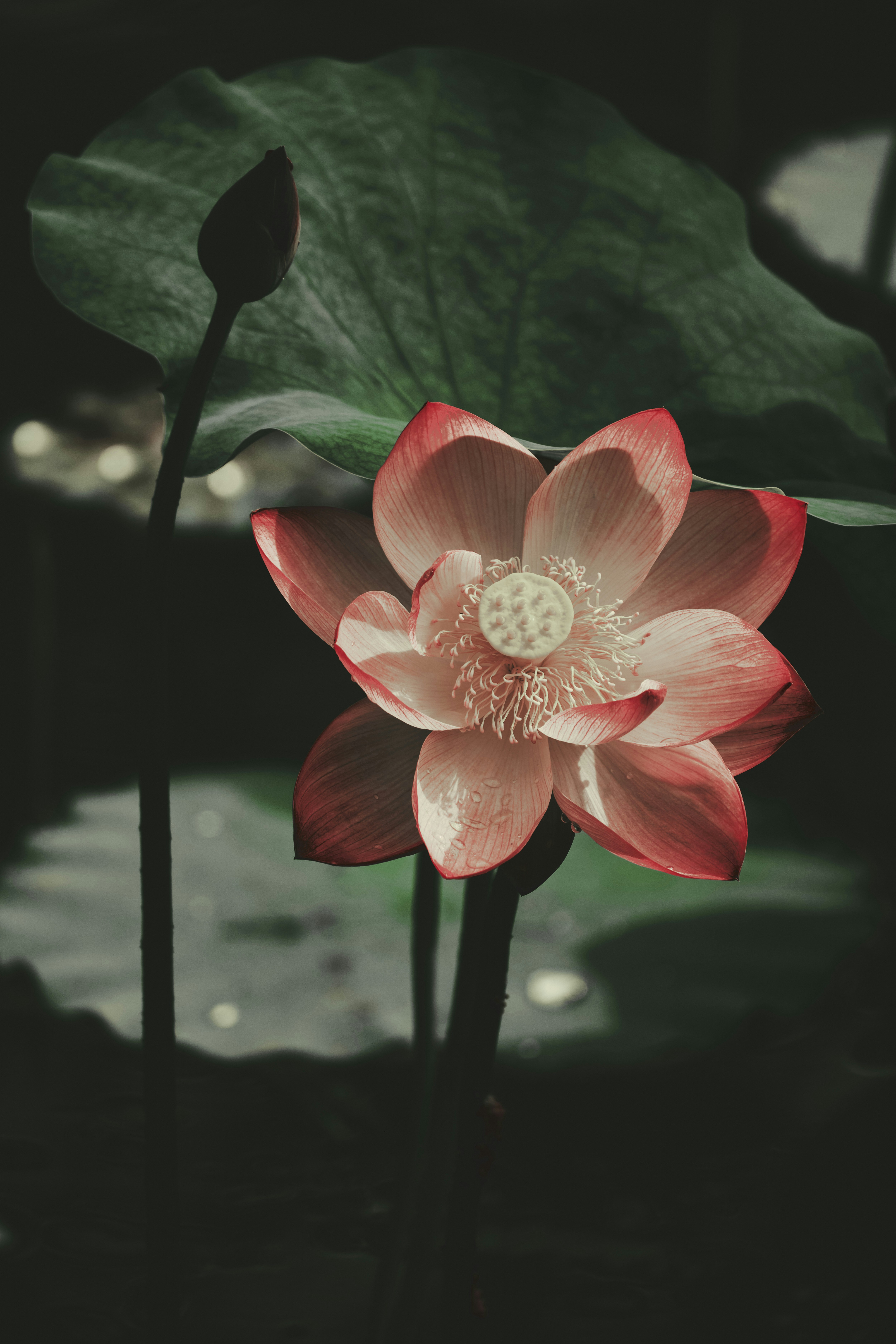 Midnight Lotus: a pink bloom against shadowed pond leaves