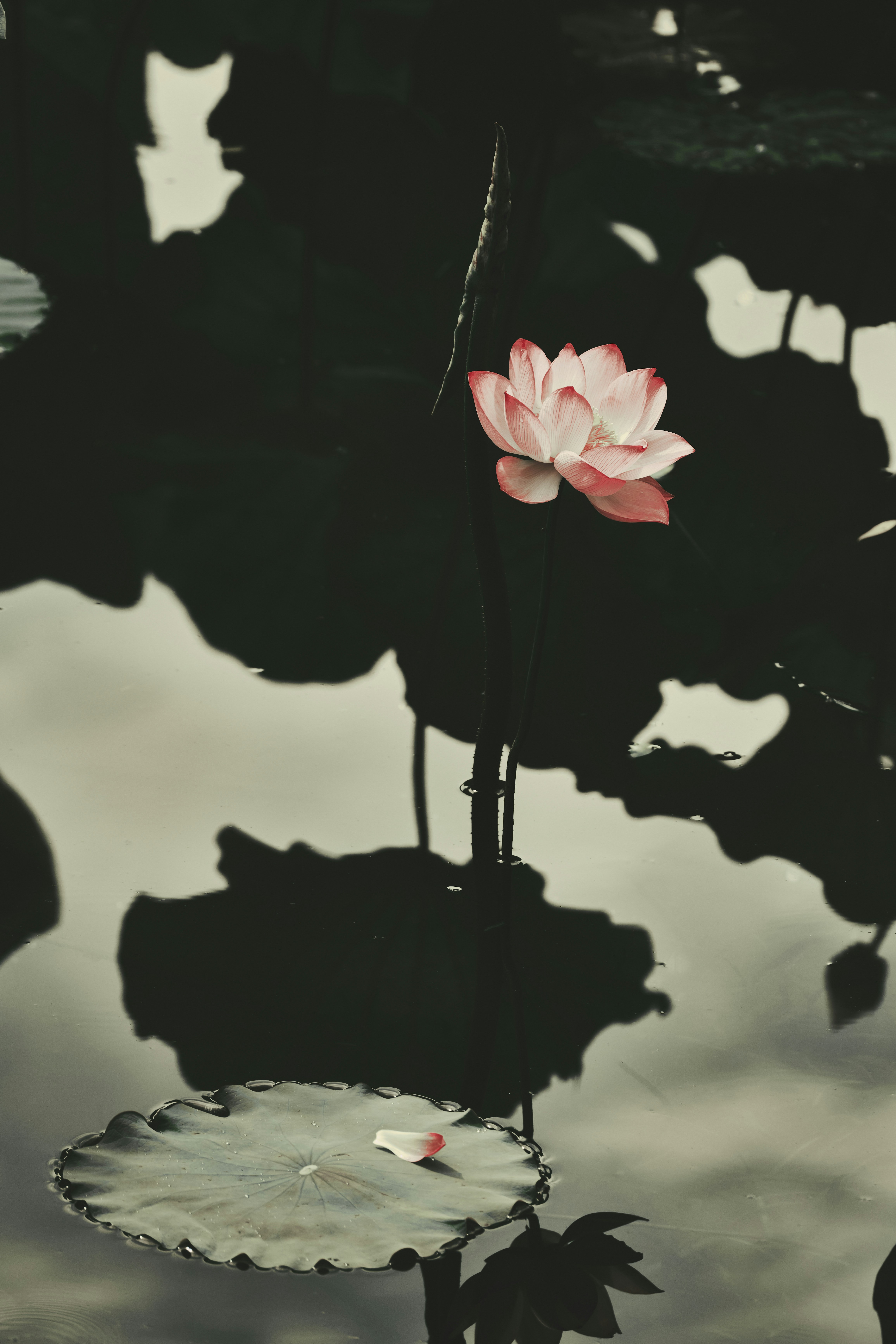 Lone Pink Lotus: Quiet Contrast on a Shadowed Pond