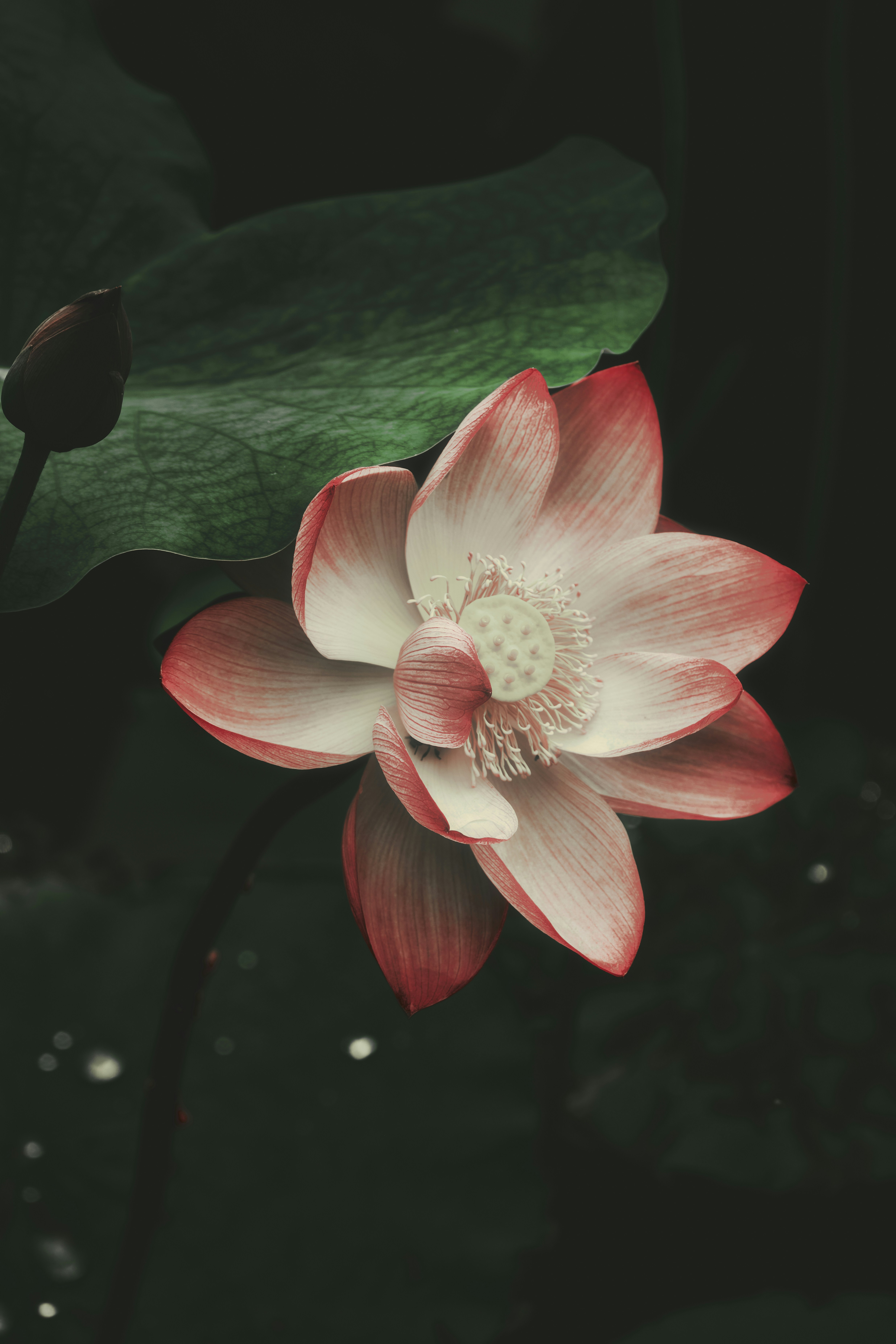 Crimson Petals in Moonlit Pond: A Lotus Blossom Emerges