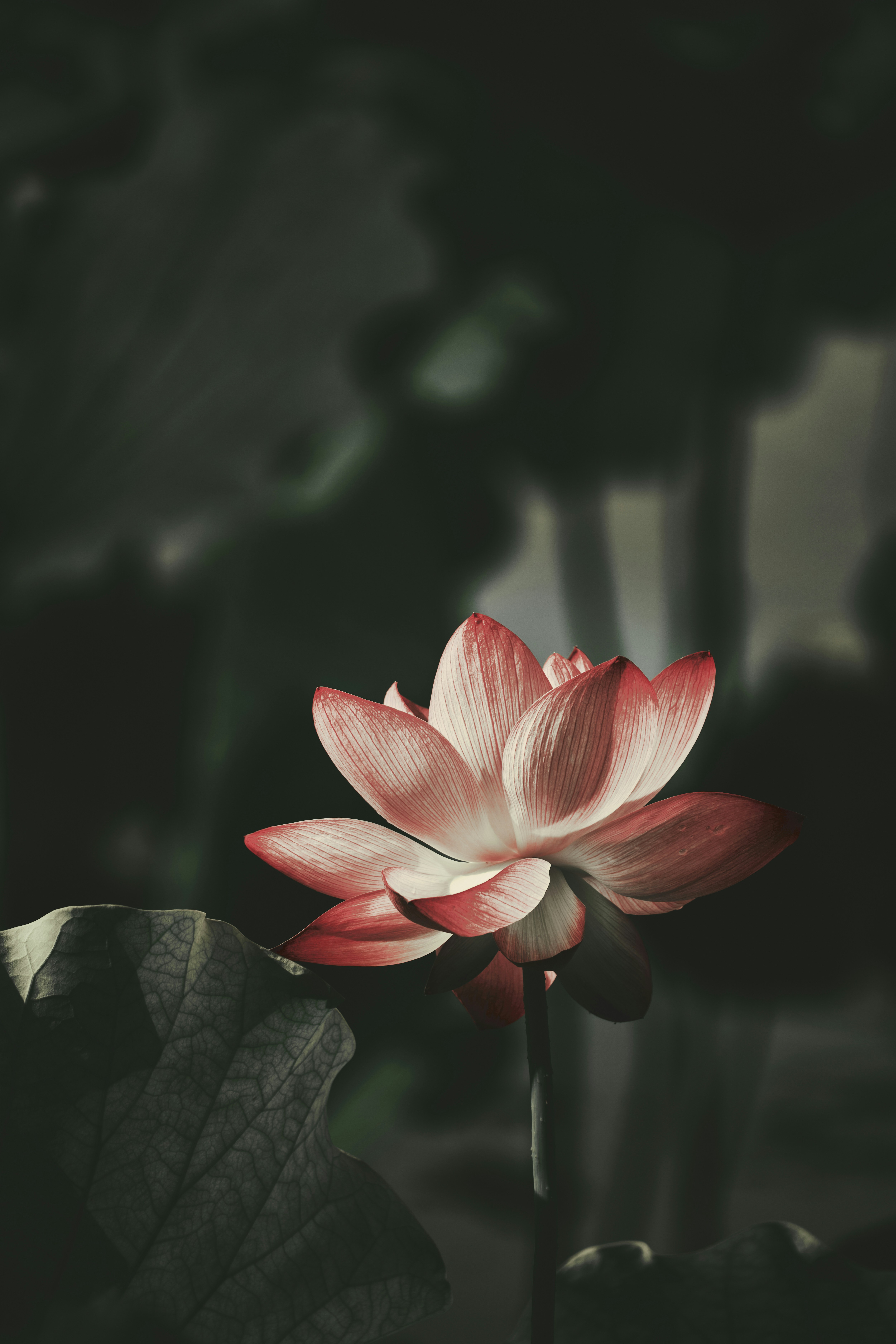 Red-Tipped Lotus: A Quiet Bloom in Deep Shadow