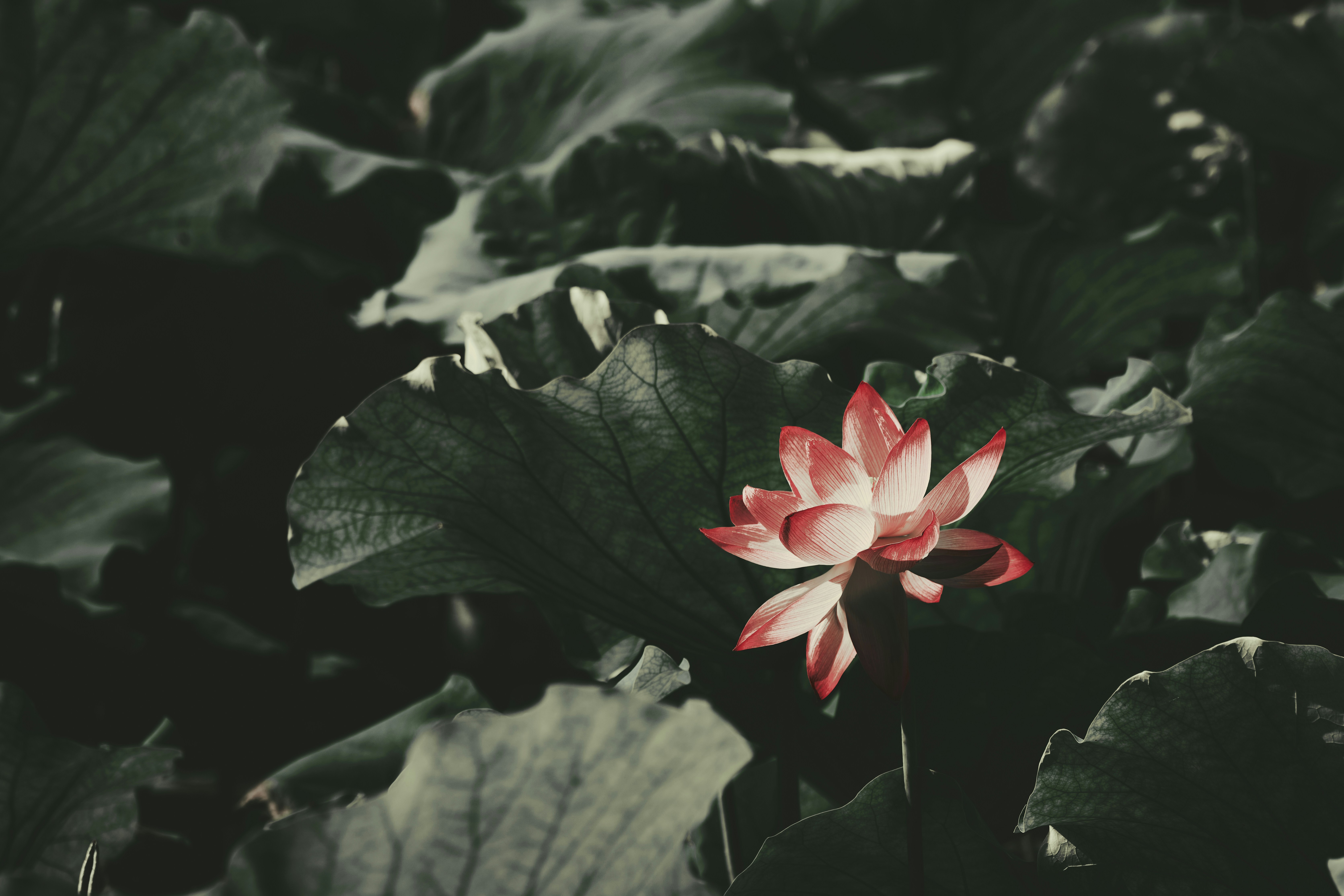 A delicate pink lotus flower emerges gracefully from a sea of lush green leaves, embodying tranquility and beauty.