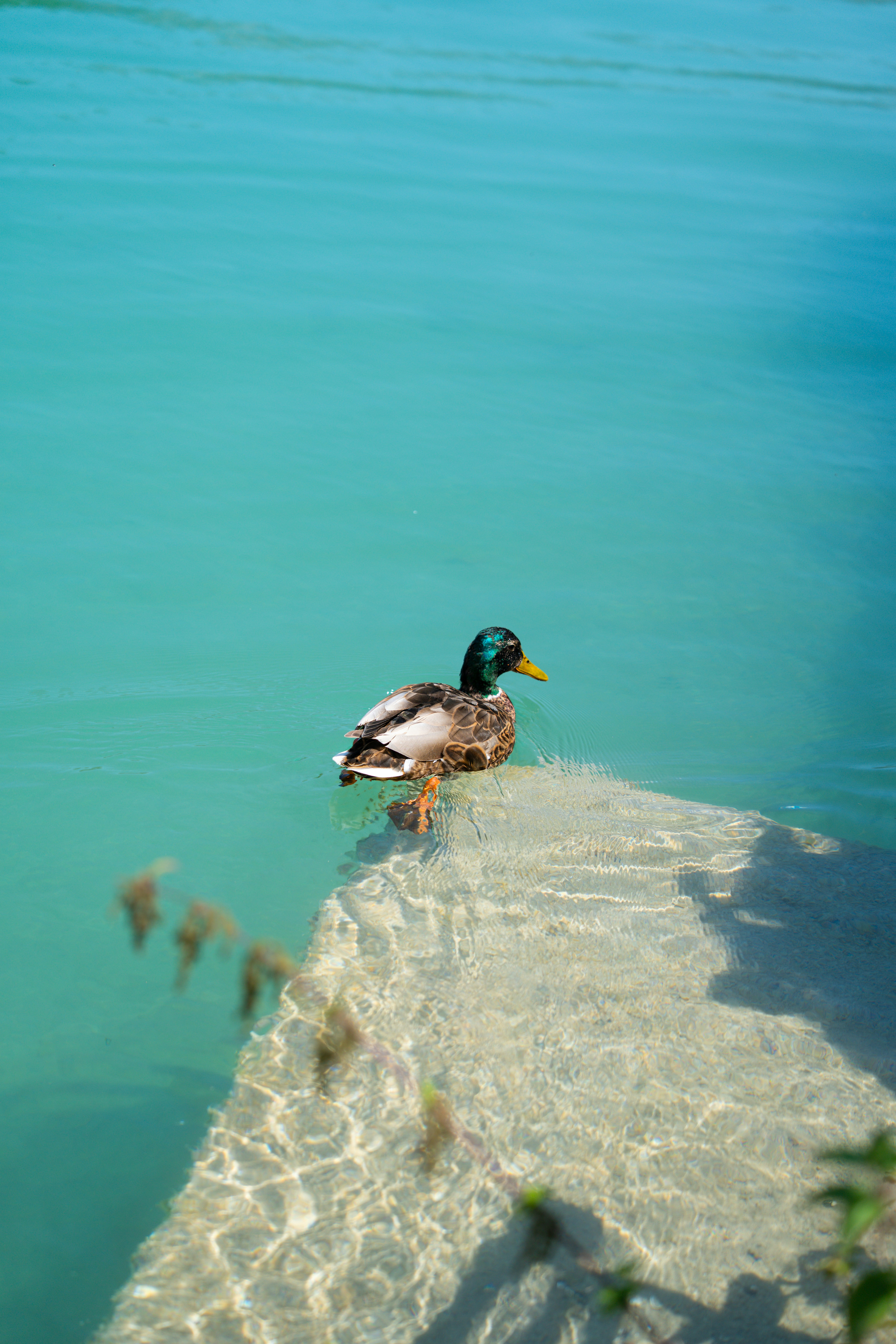 Mallard duck standing at the water's edge, surrounded by tranquil turquoise waters.