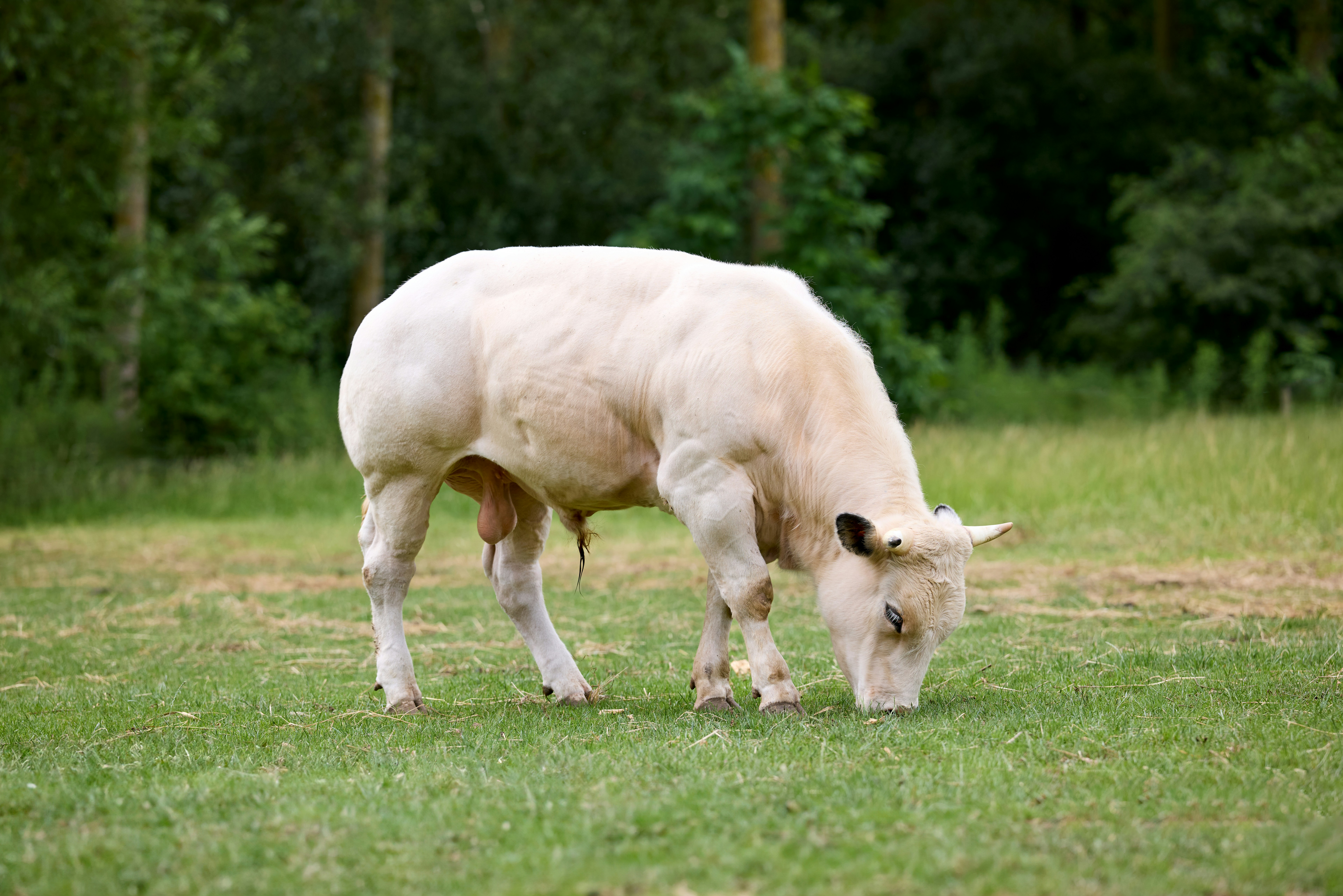 A white cow grazing peacefully in a lush green field surrounded by trees.