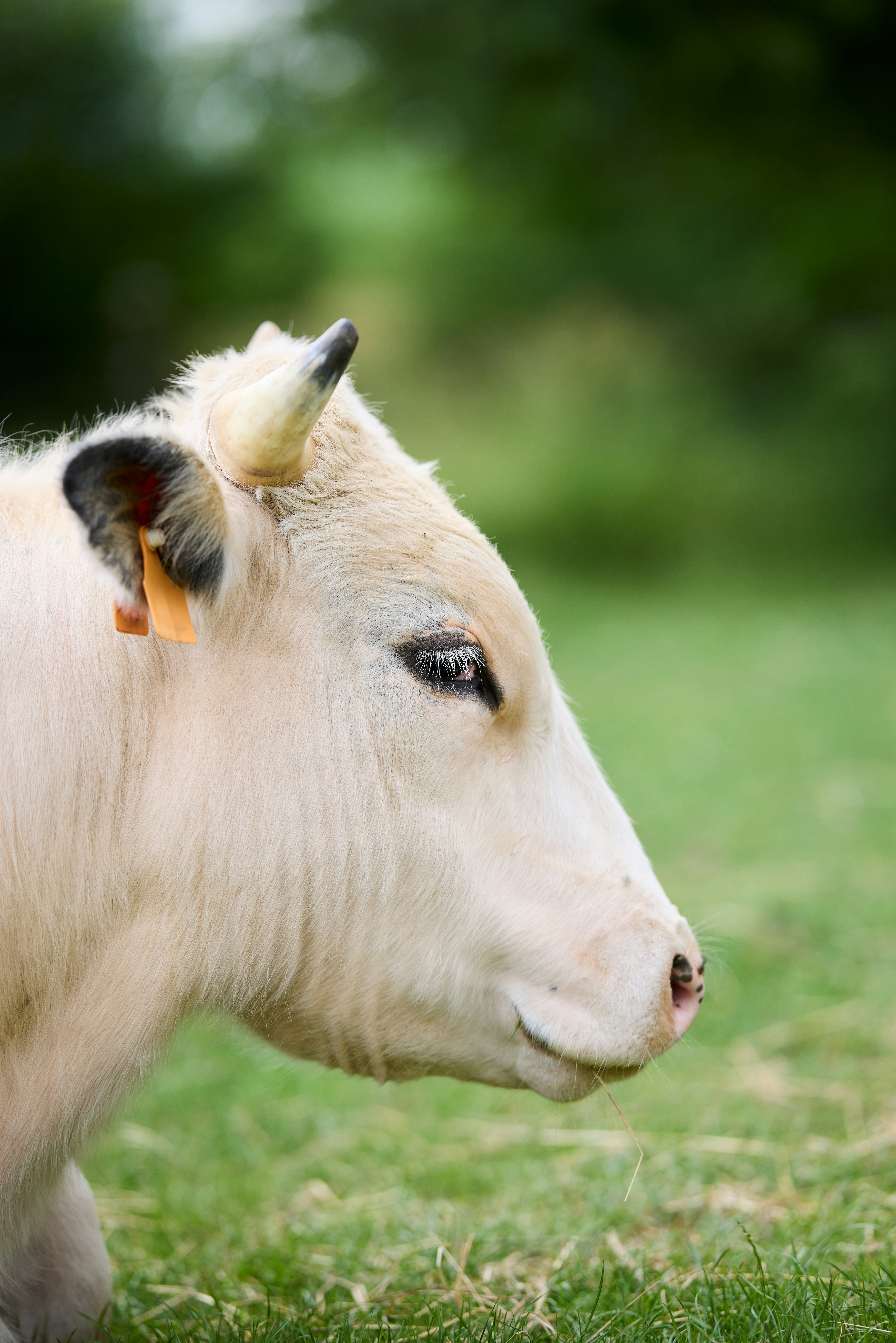 Cream-Coated Cow in a Quiet Meadow: a Profile in Soft Focus