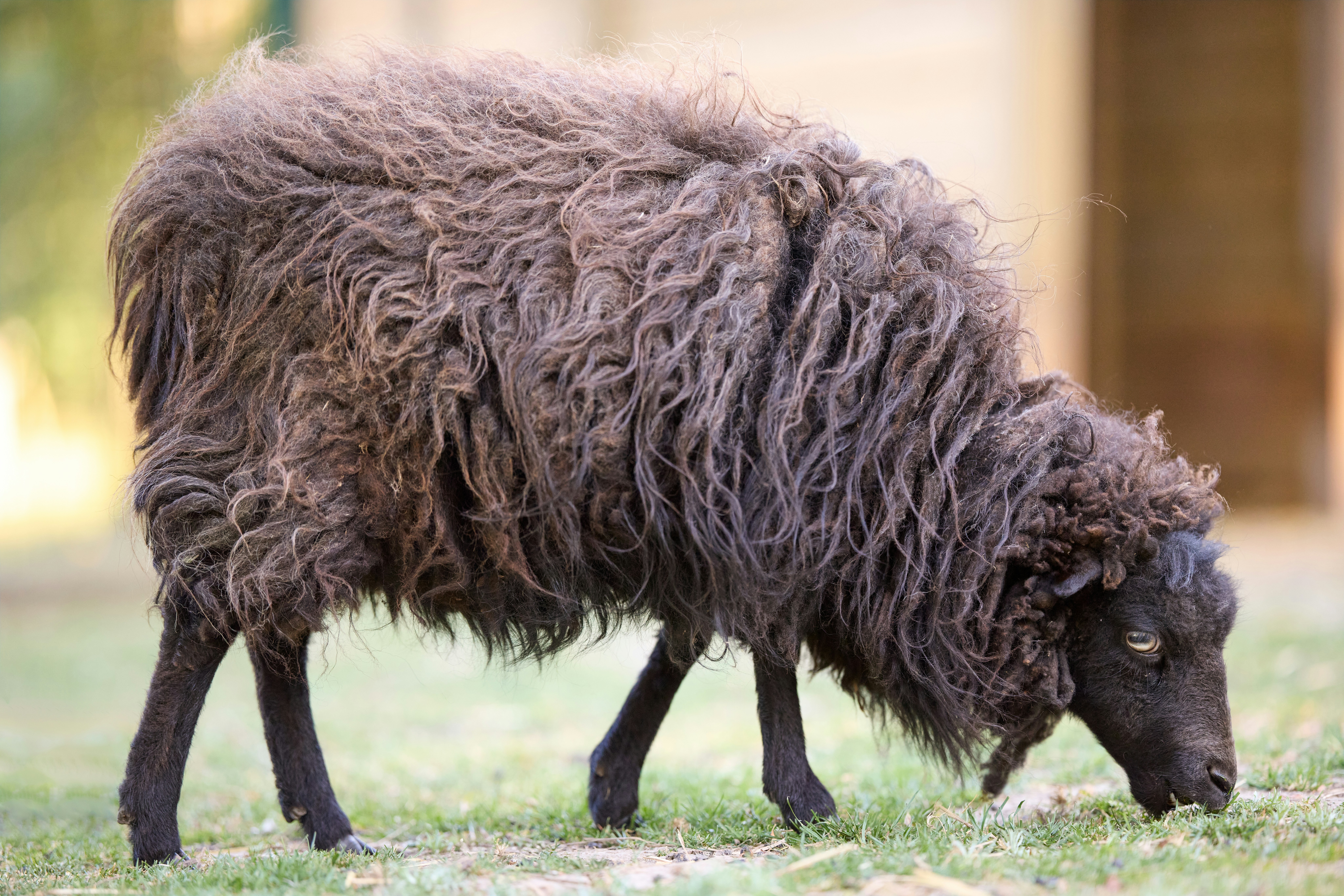 Rugged Wool, Quiet Grazing: A Black Sheep in Soft Focus