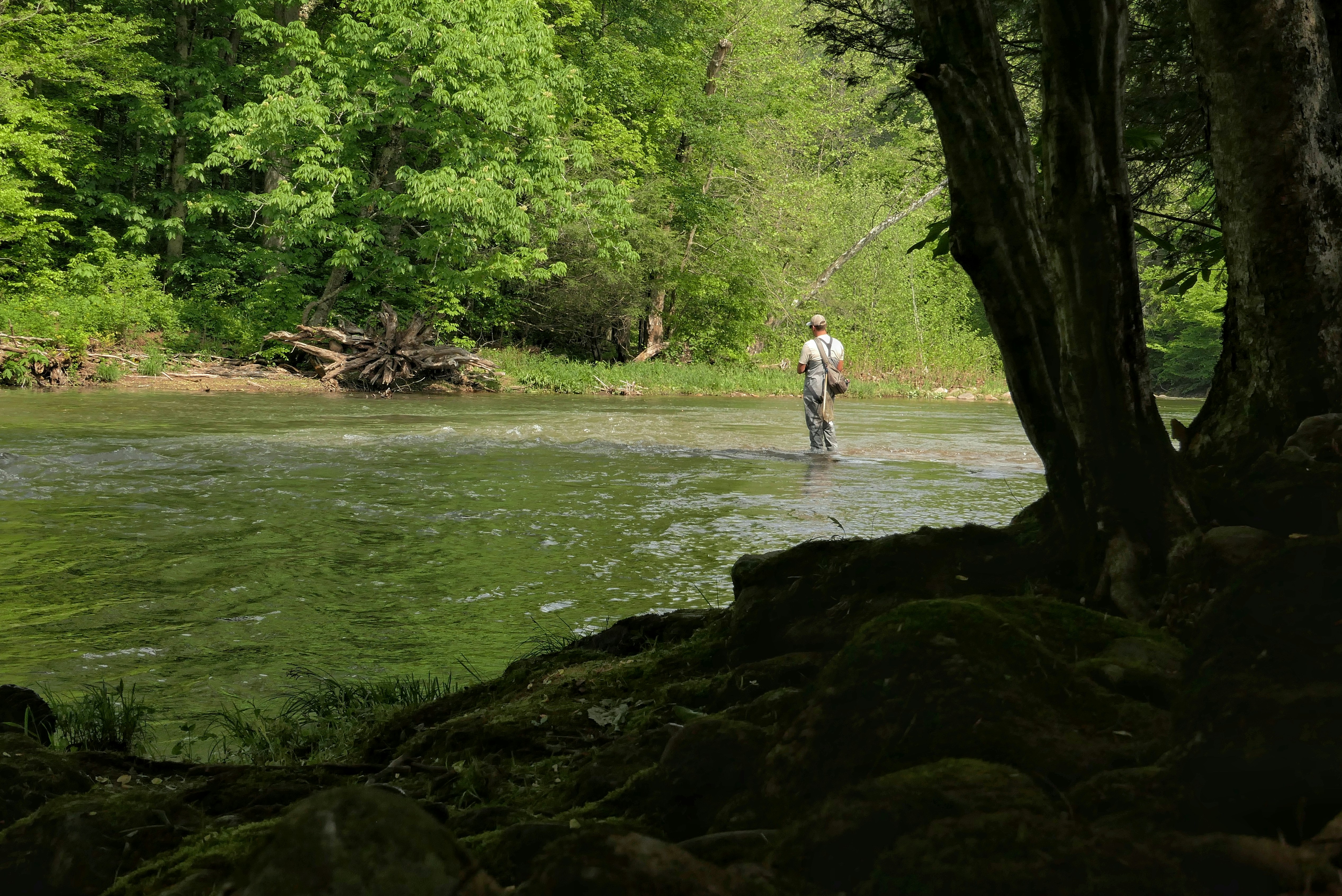 trout fisherman in river | A fisherman is wading in a river.