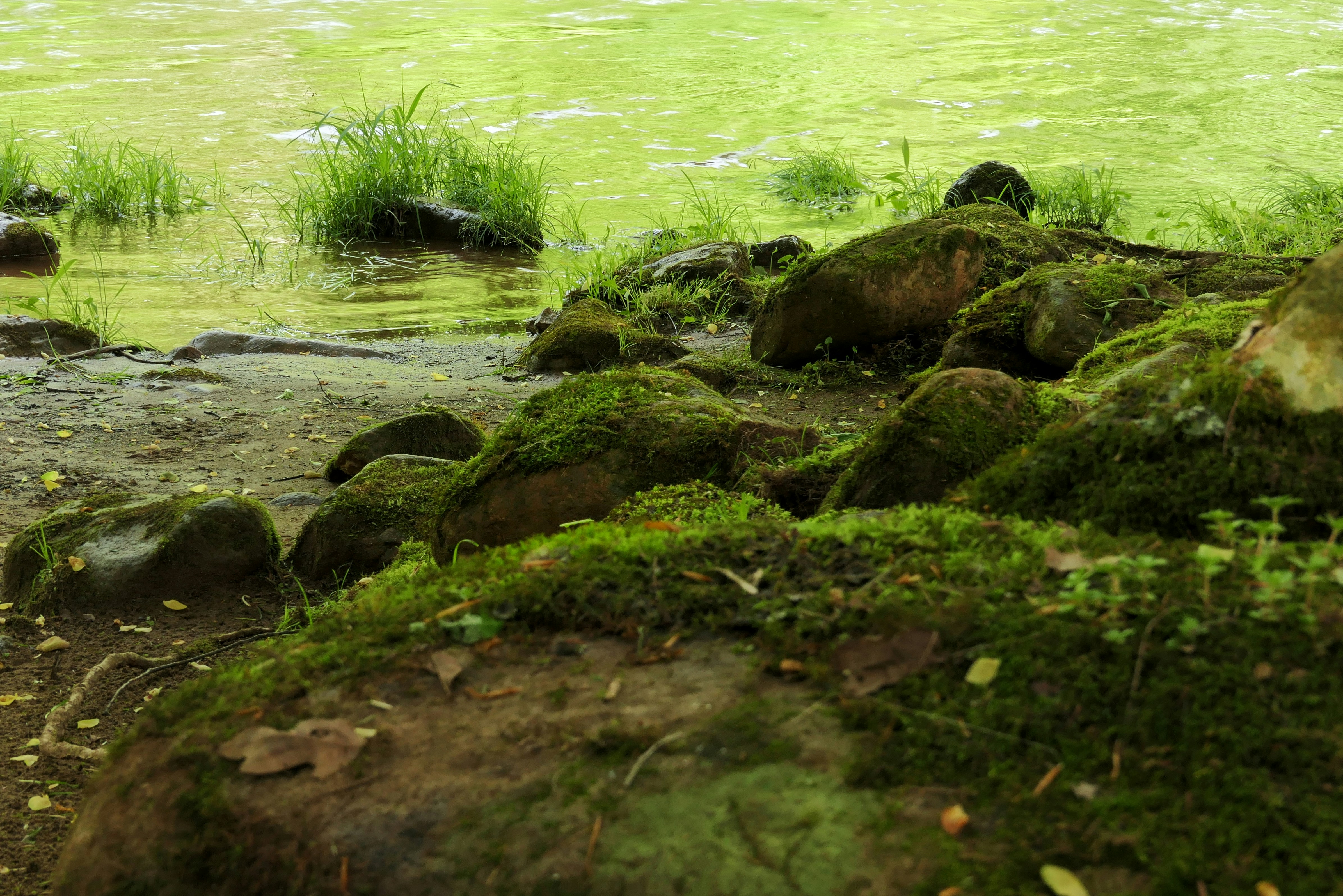 Lush green moss and rocks line the riverbank, with vibrant grasses peeking through the water's edge. The serene atmosphere invites a sense of tranquility.