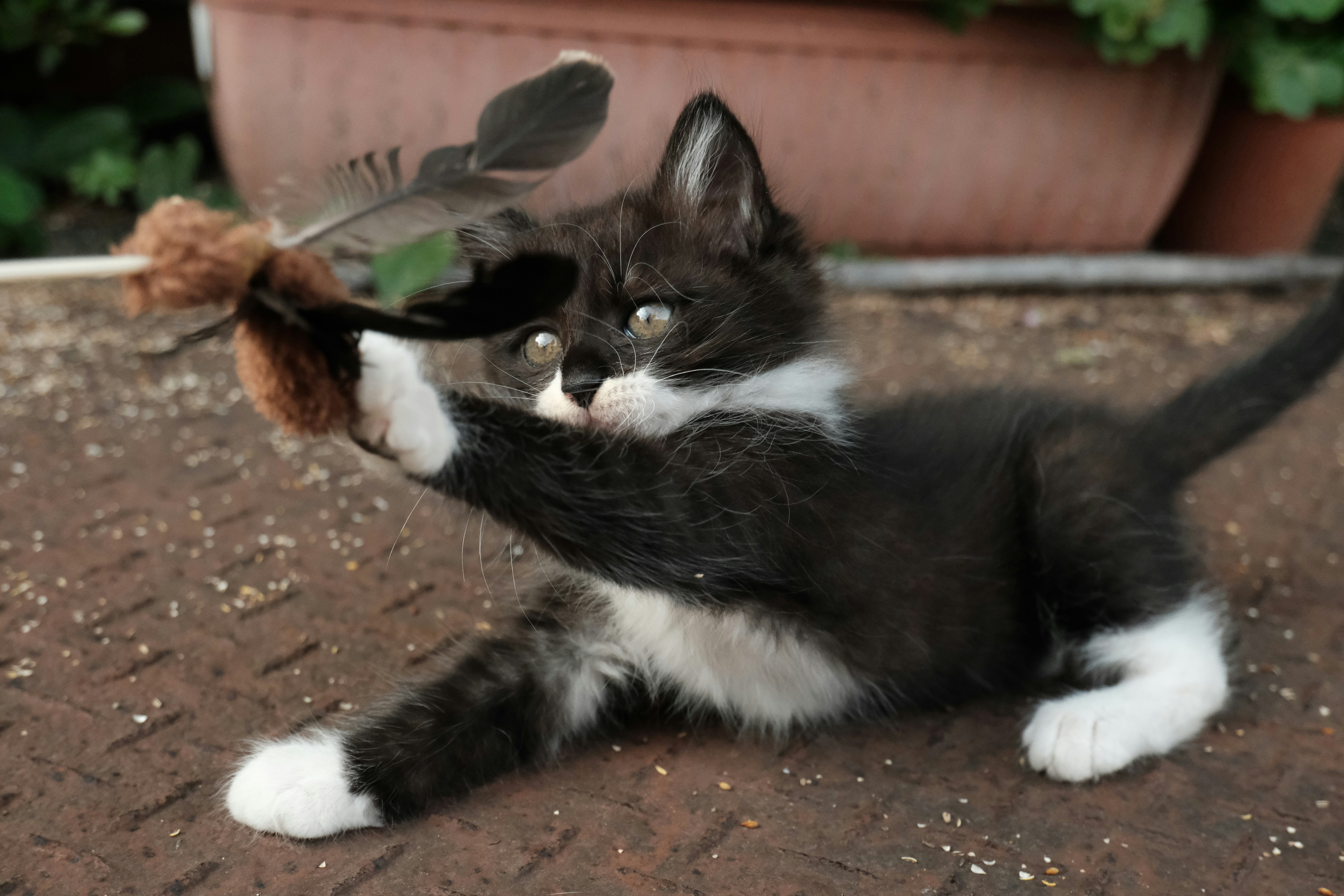 A playful kitten reaching for a feather toy, showcasing its curiosity and energy. The scene captures the essence of feline playfulness.