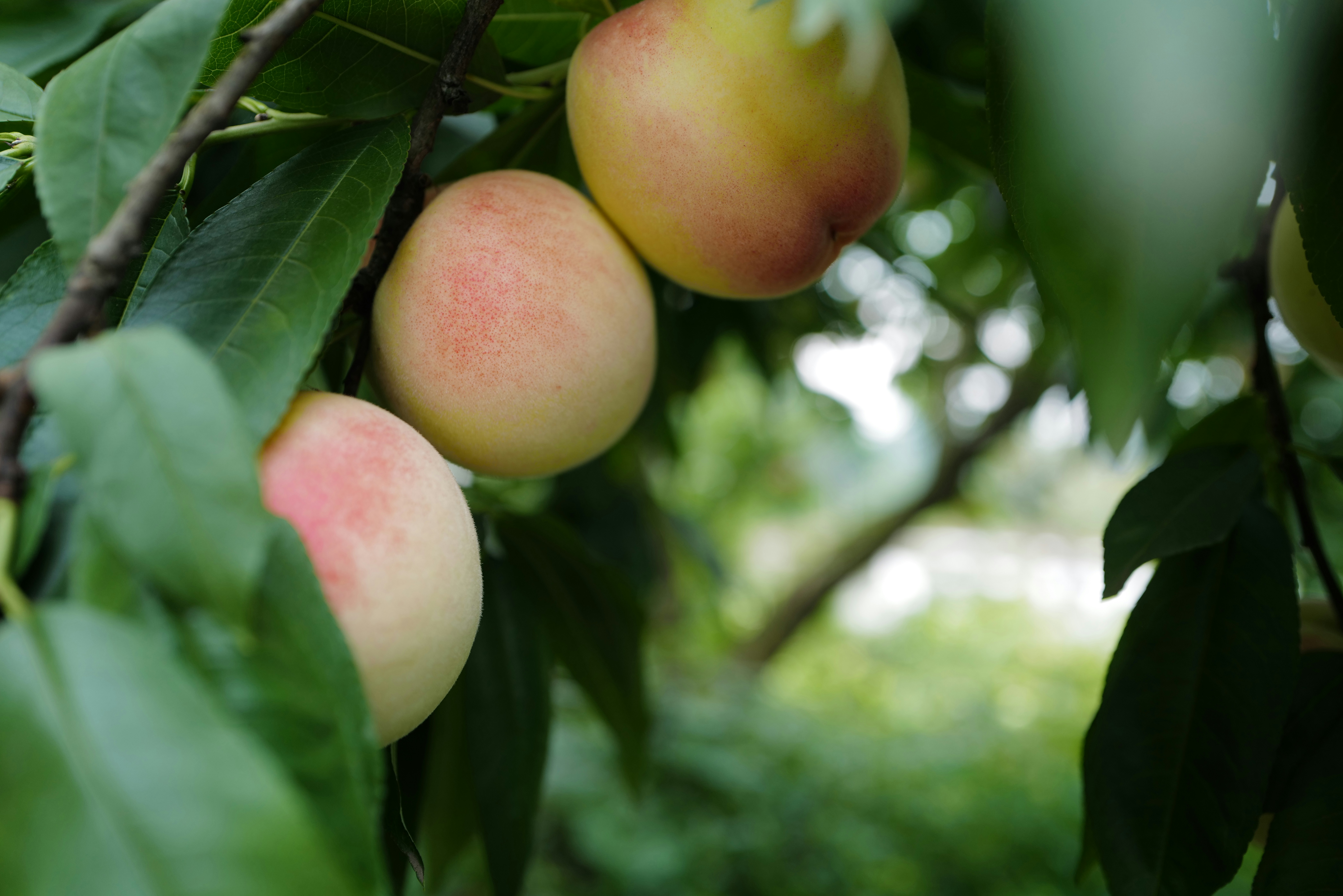 Nature's Orchard Gems: The Peach Harvest
