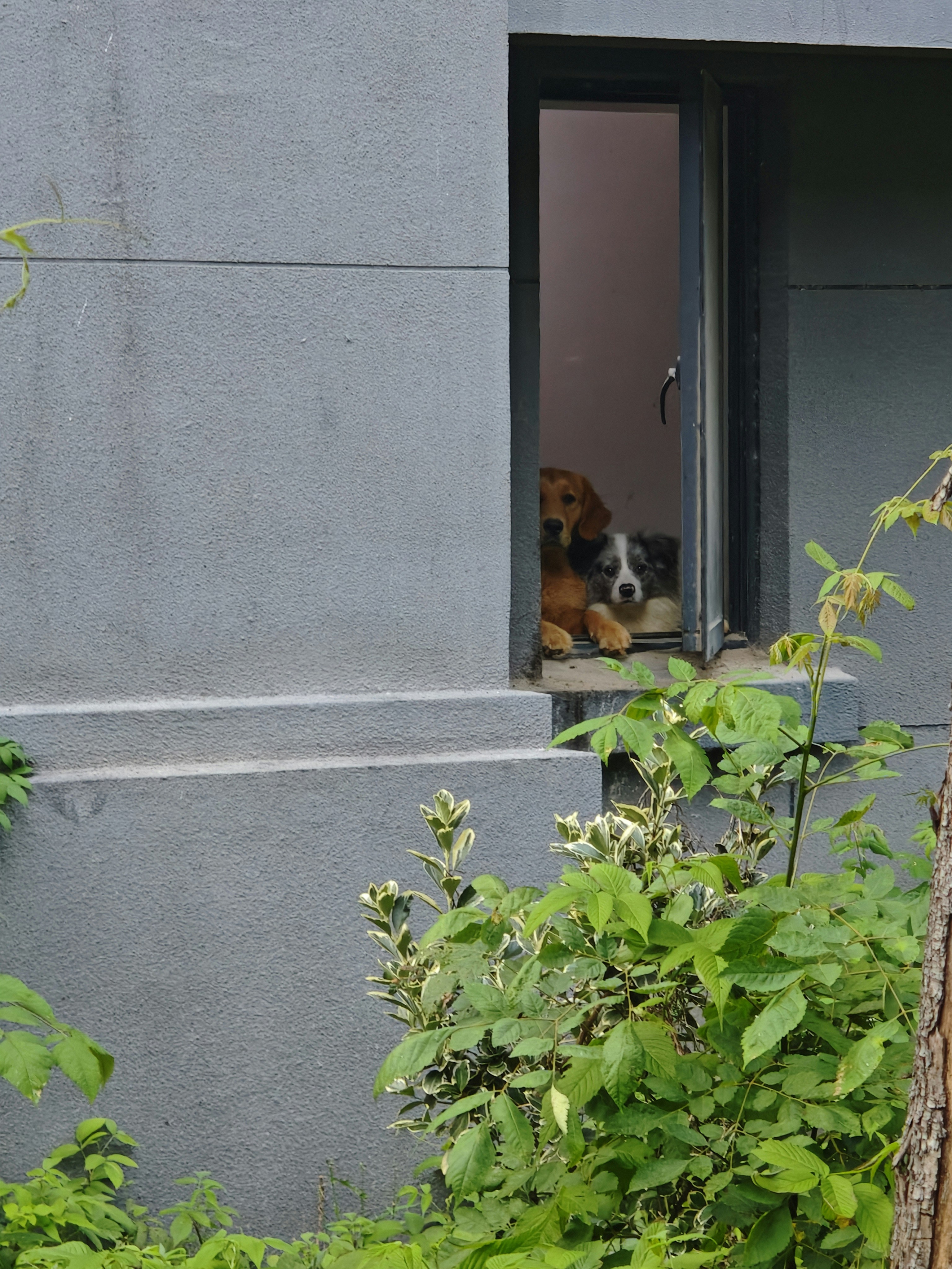 Two dogs peek through an open window in a gray building, with green shrubs in the foreground adding depth to the scene.