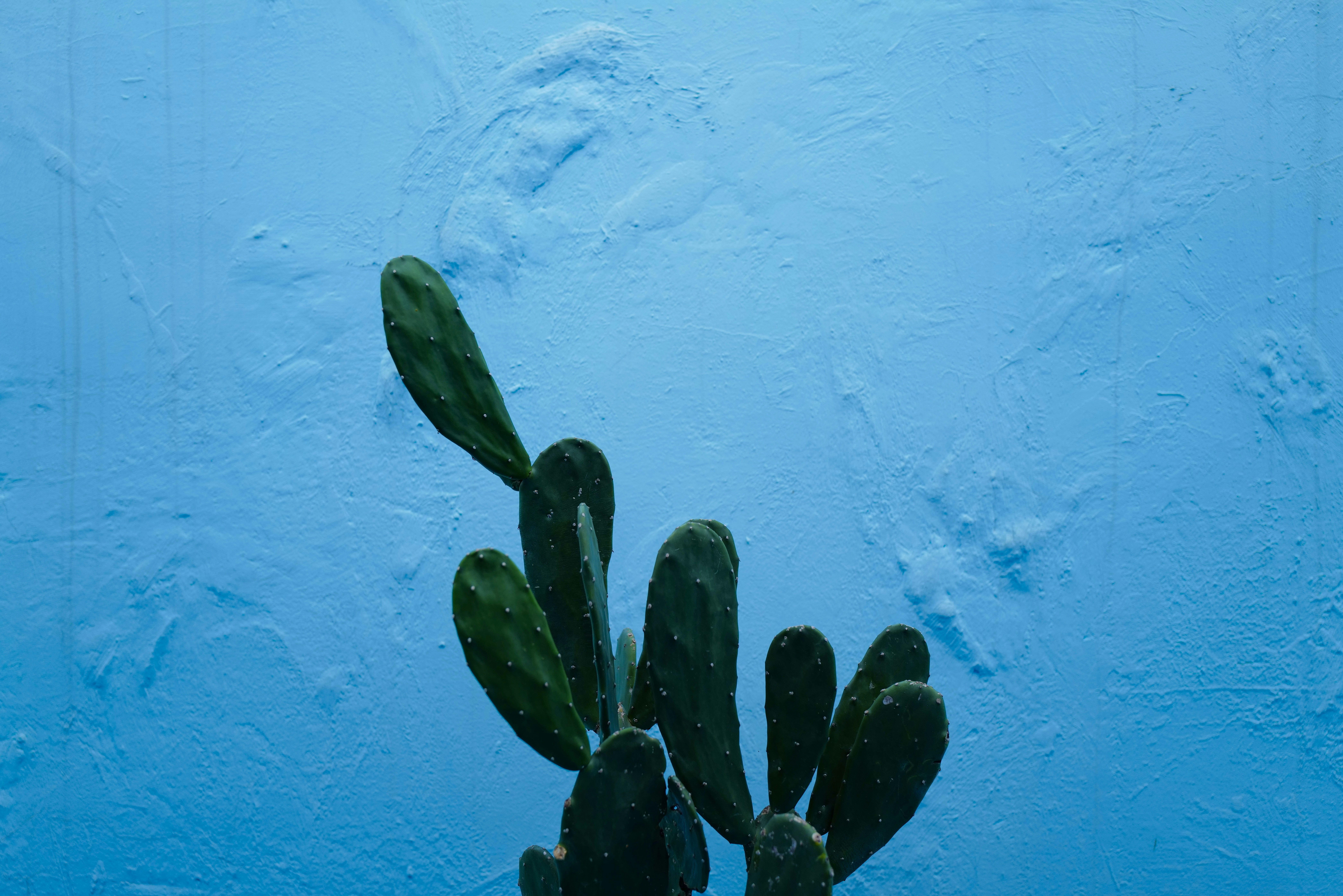 Desert Green Against Cerulean: A Minimalist Cactus Portrait