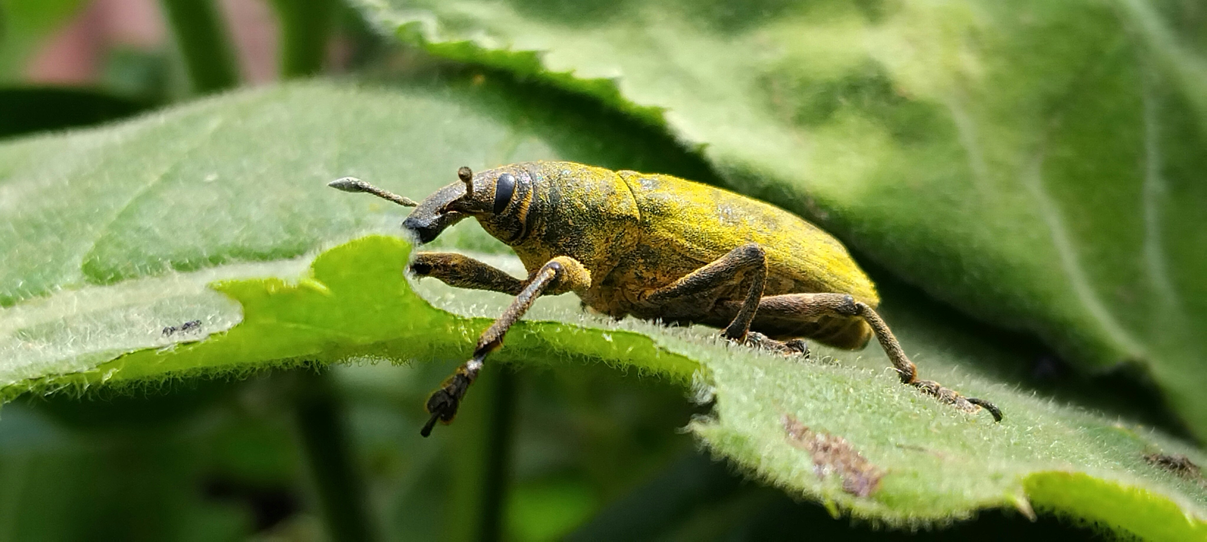 Yellow weevil perched on a vibrant green leaf, showcasing intricate details of its anatomy.