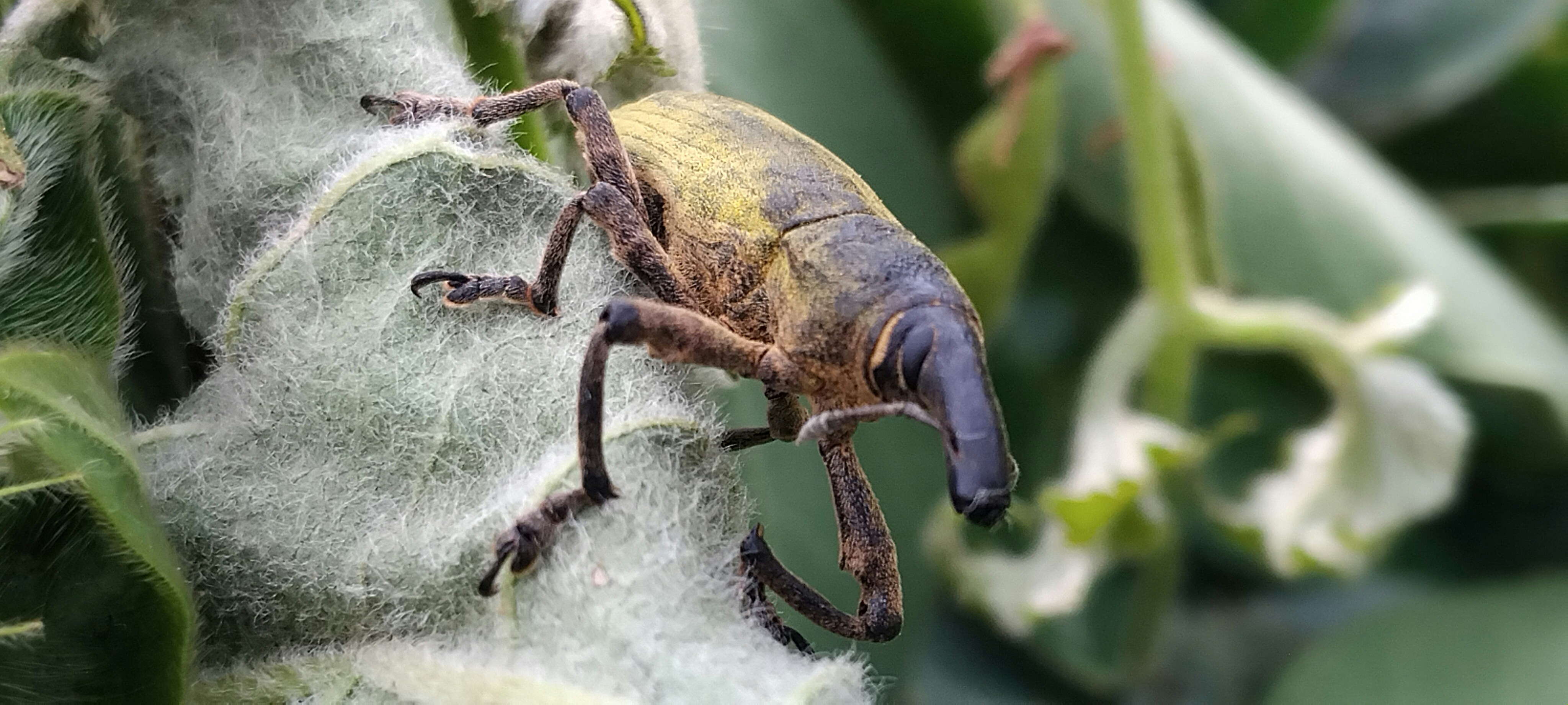 A weevil sits on a fuzzy green leaf.