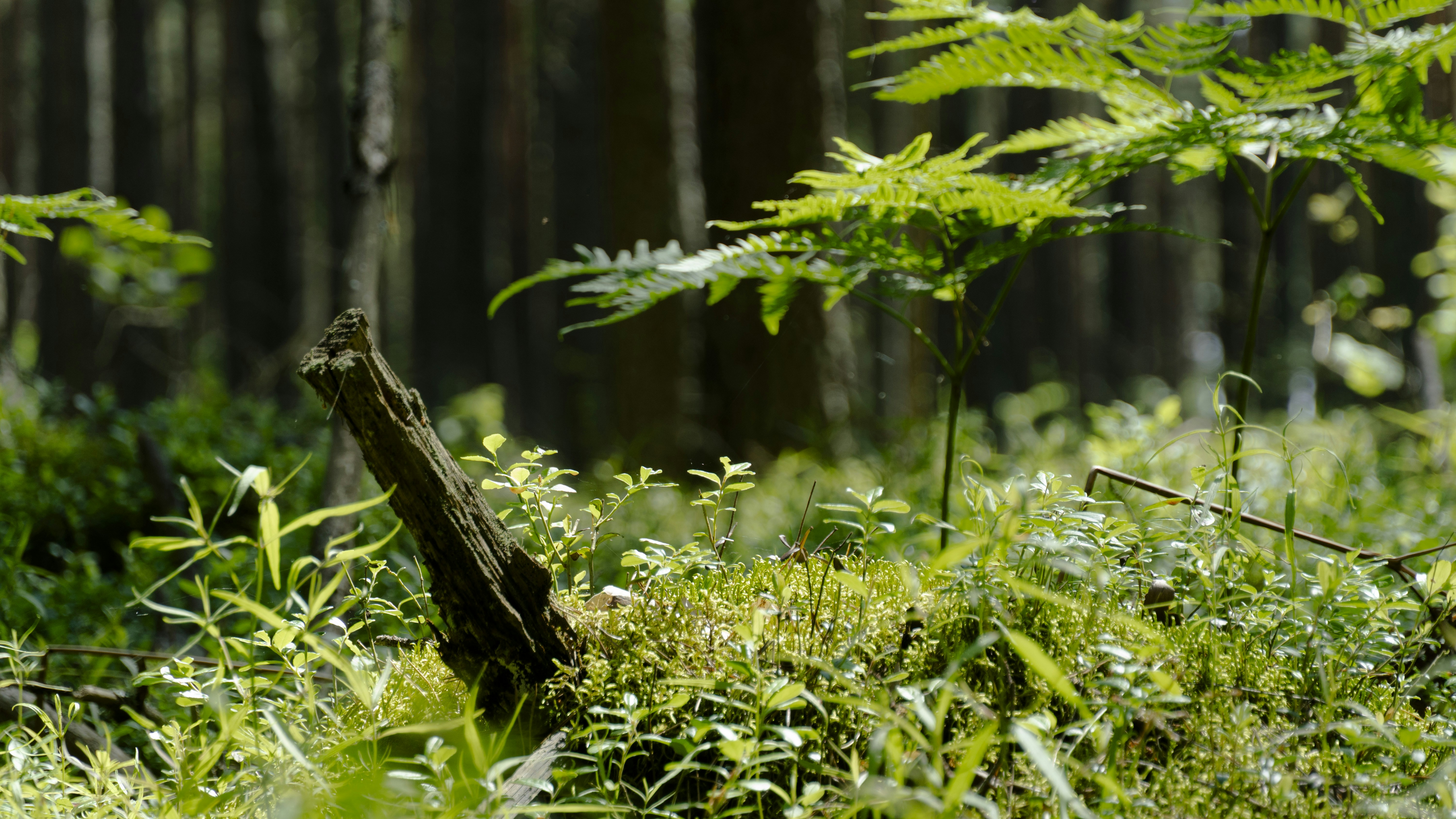Weathered Log Amid Fresh Ferns in a Quiet Woodland Light